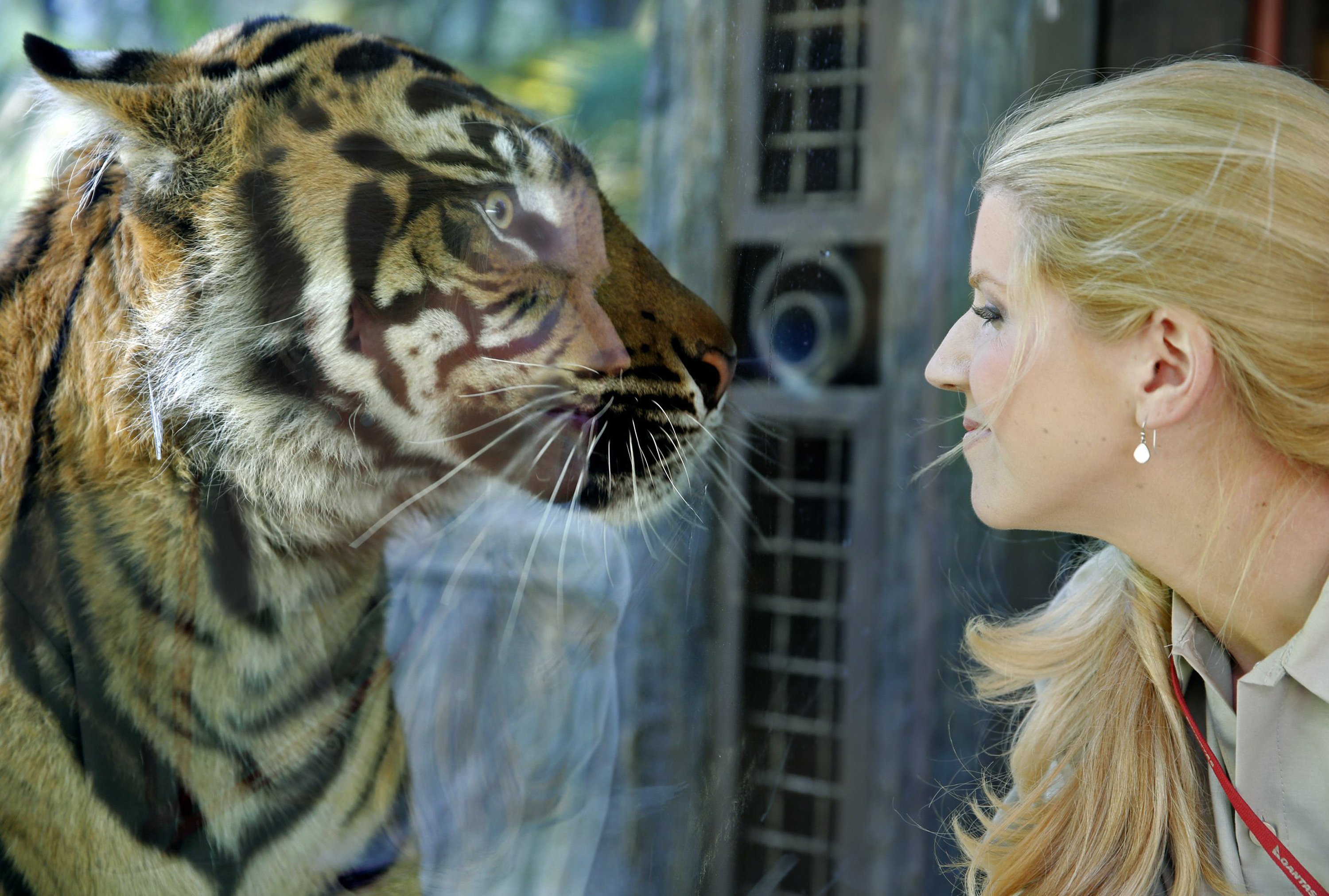 A zoo records tiger sounds