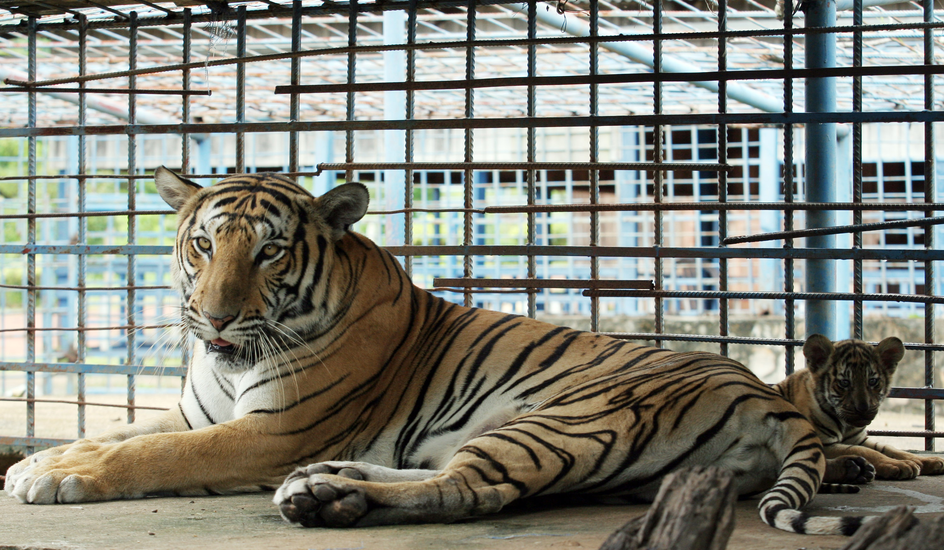 Cambodia will bring back tigers from other countries
