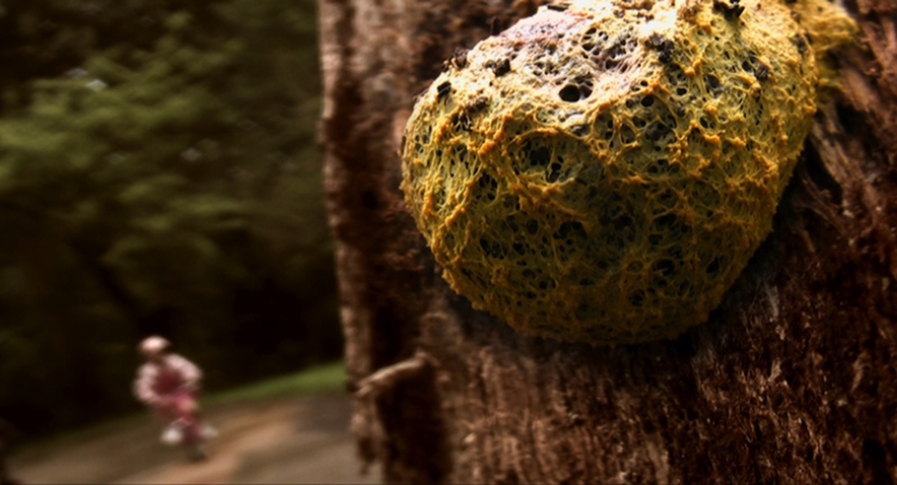 Clever slime mold learns bitter lessons, even with no brain