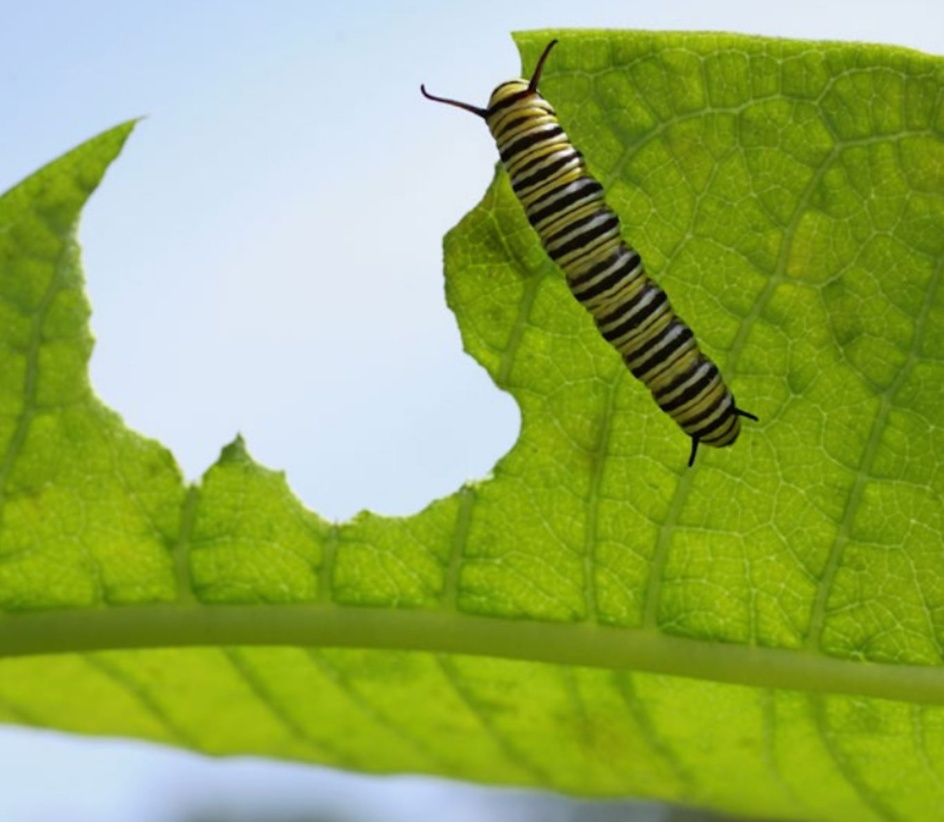 Life And Purpose A Biologist Reflects On The Qualities That Define Life life-and-purpose-a-biologist-reflects-on-the-qualities-that-define-life