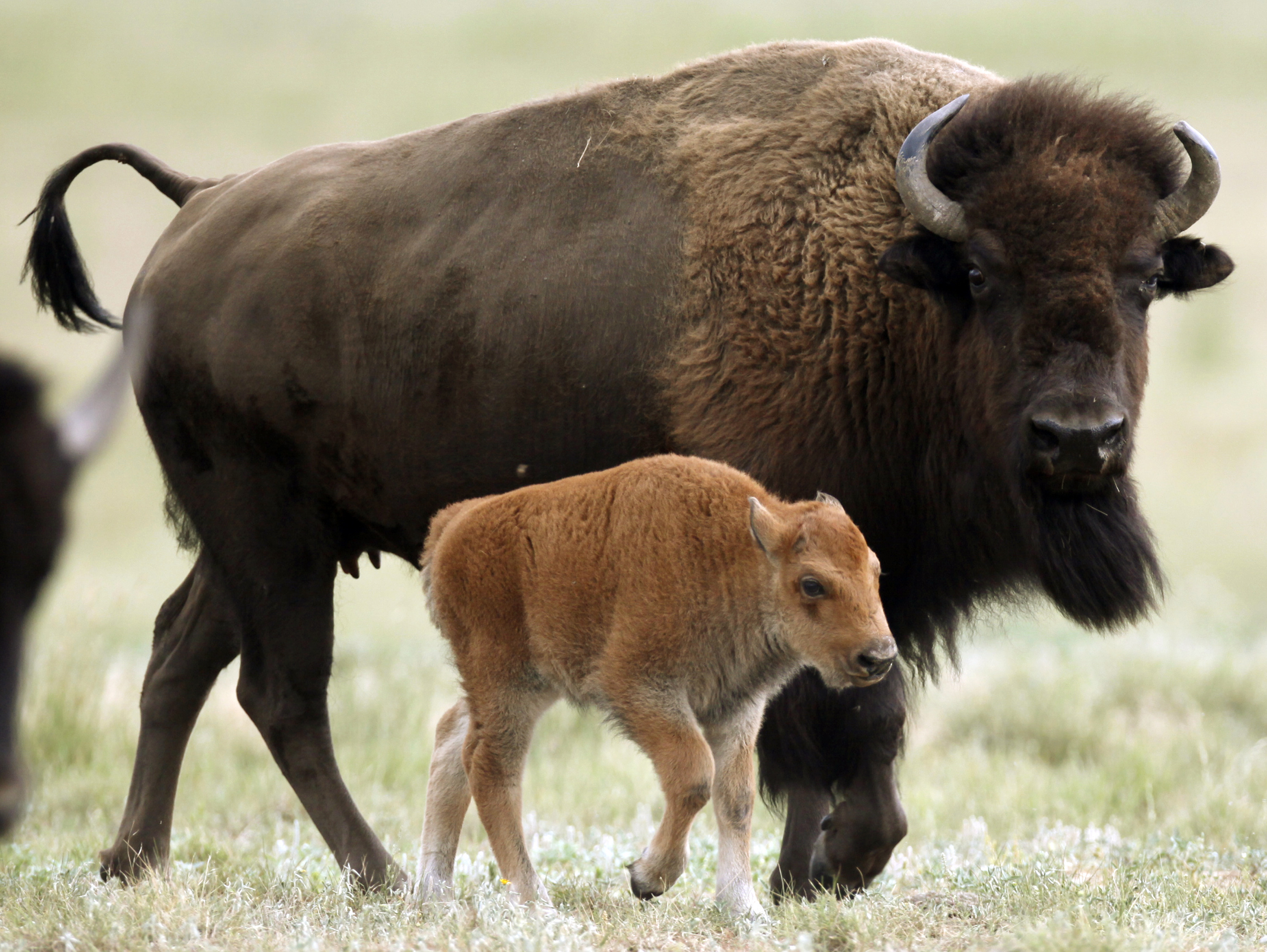 The U.S. makes the bison its national mammal