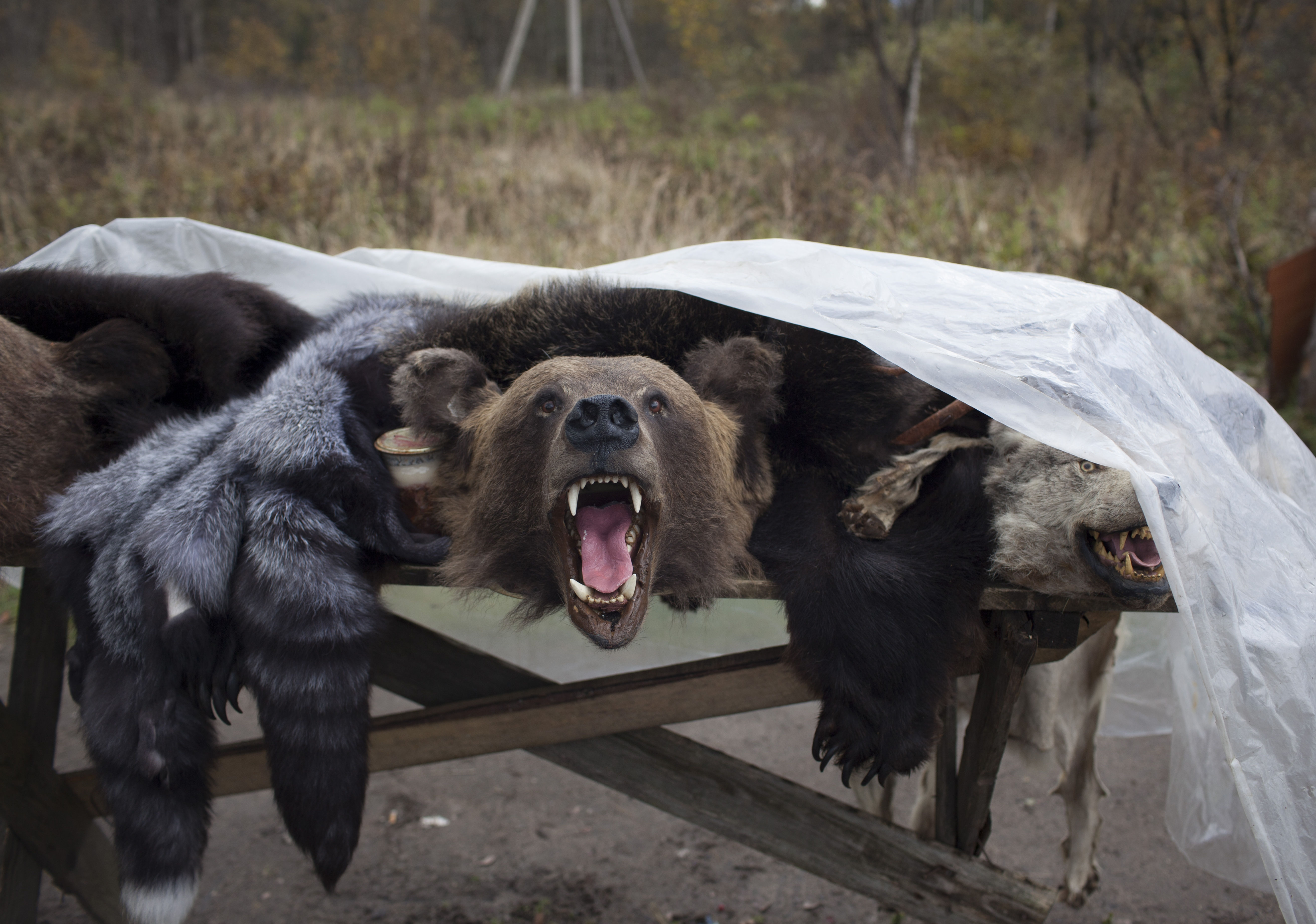 Millions of wild animals are becoming "trophies"