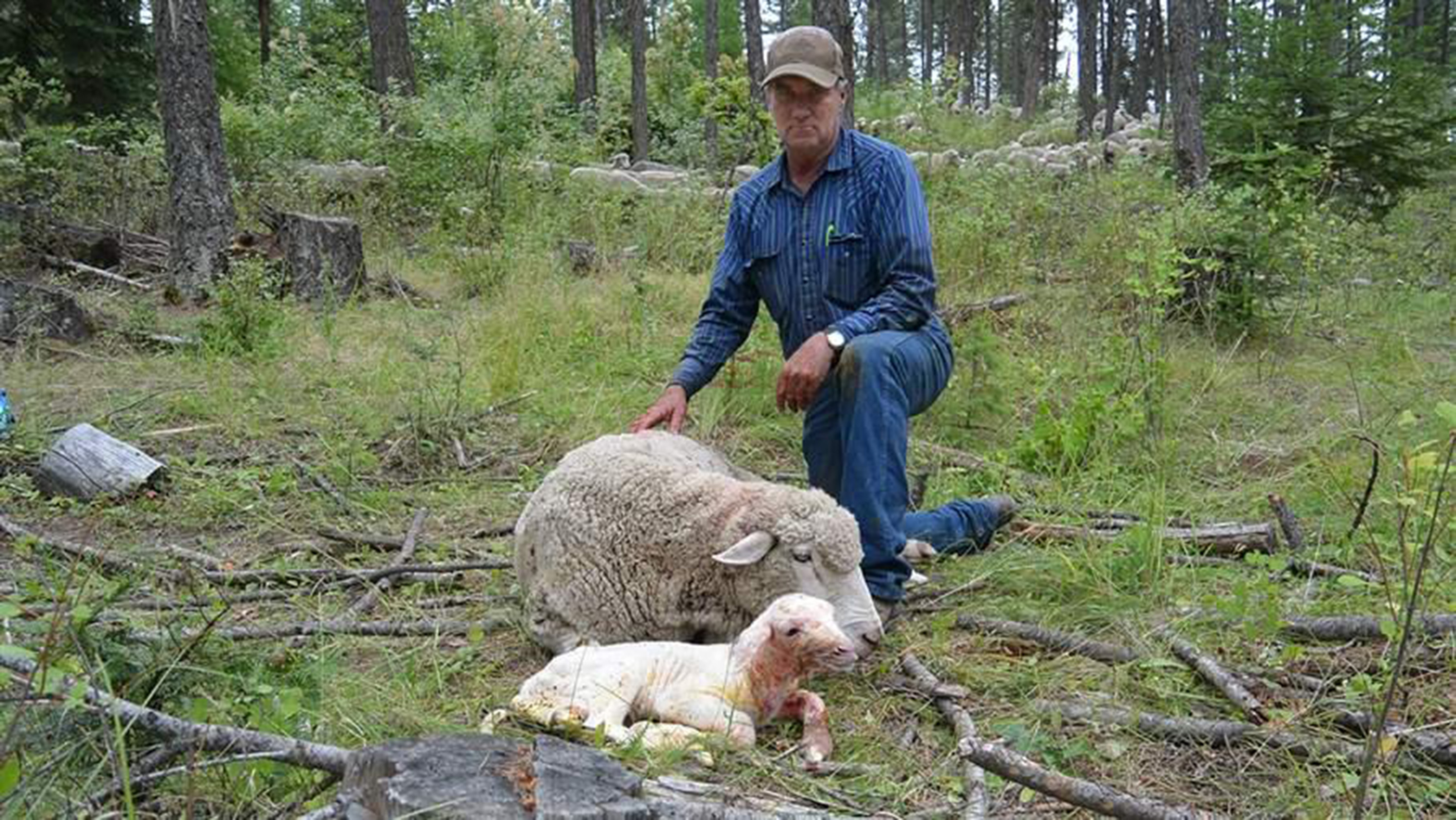 Western states try to control wolf attacks on livestock