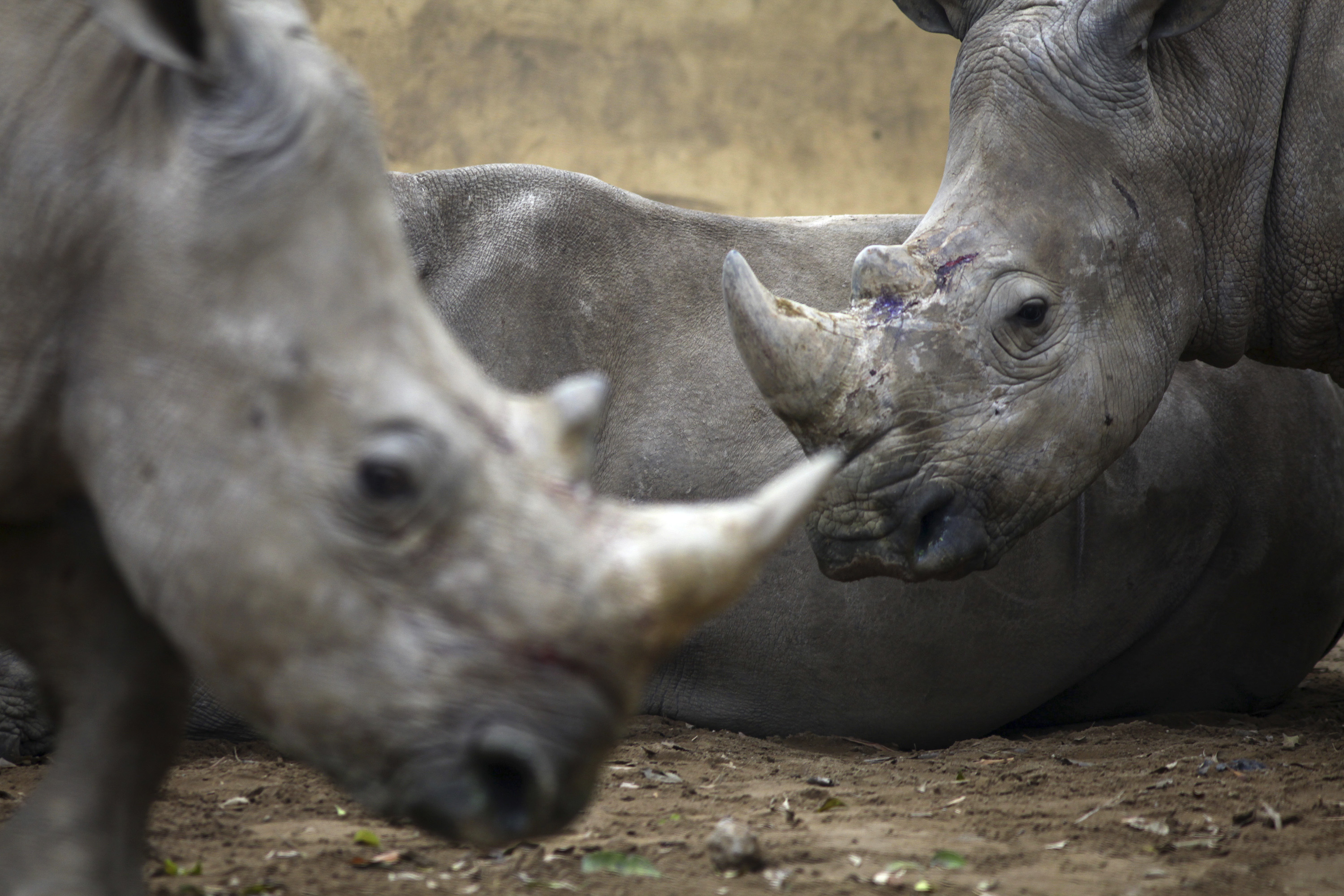 Endangered species trade group warns Vietnam about its rhino horn market