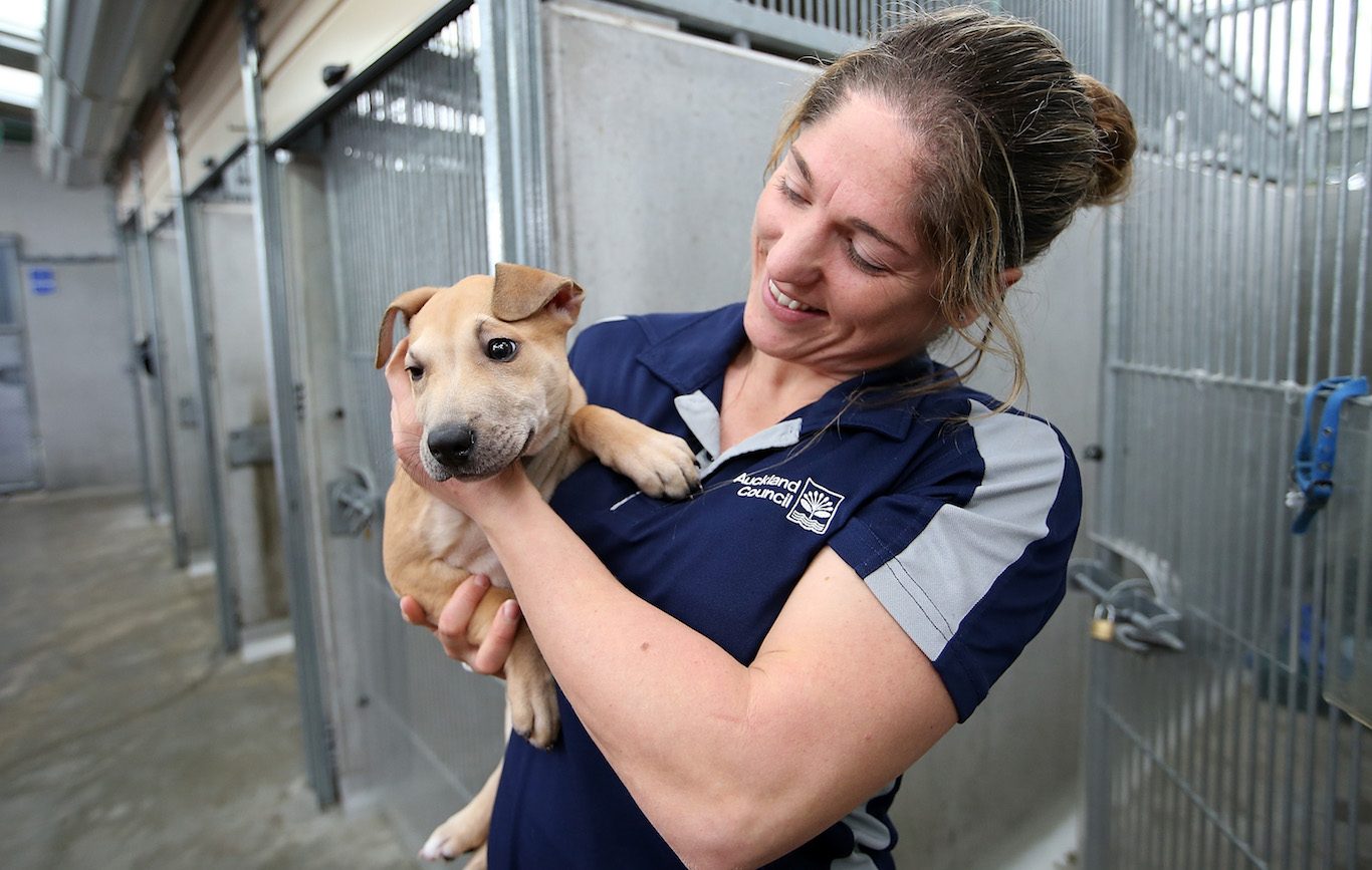 Dream Jobs: Animal adoption agent