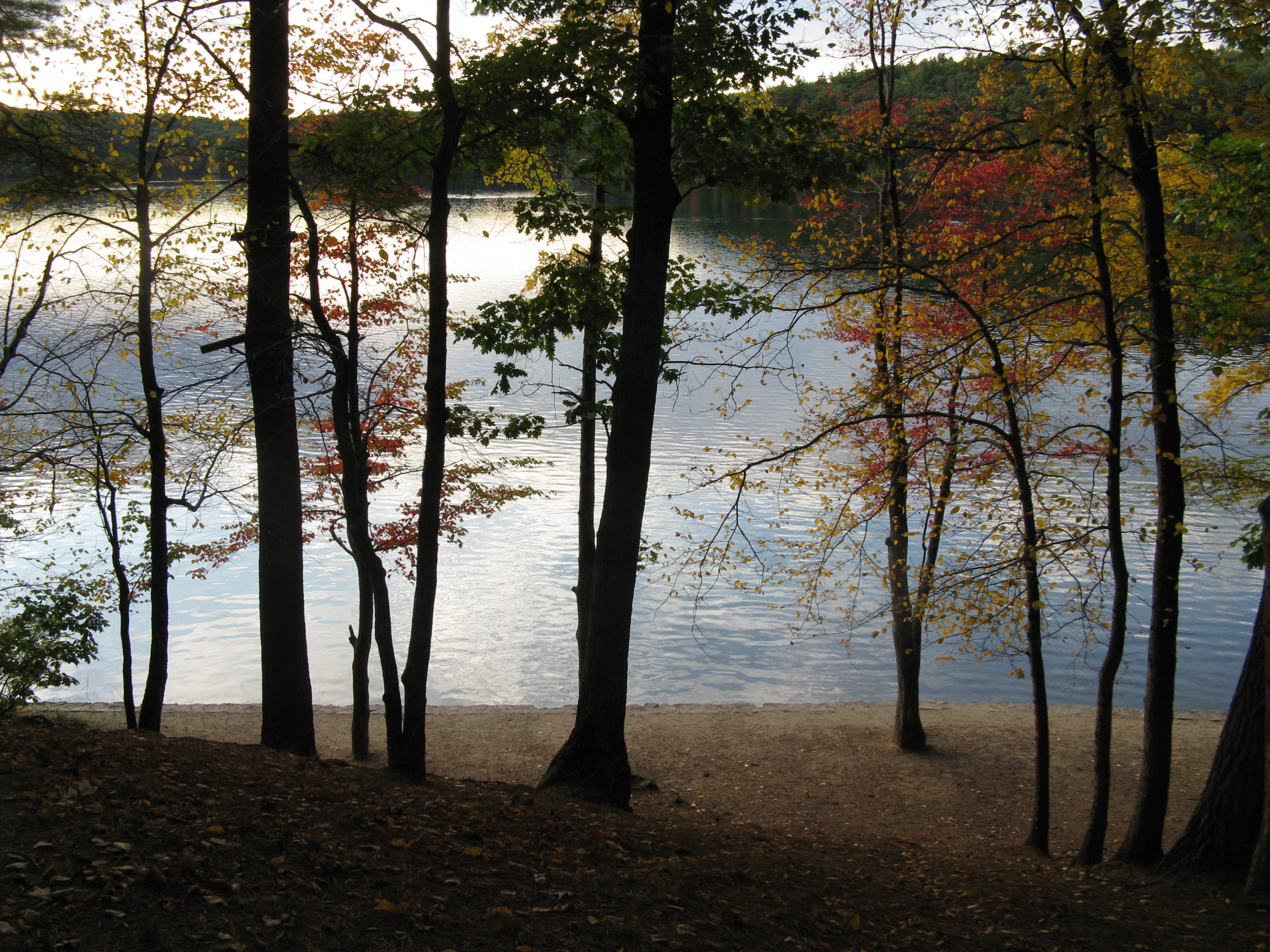 Primary Sources: Thoreau's Walden Pond, Why He Left the Woods