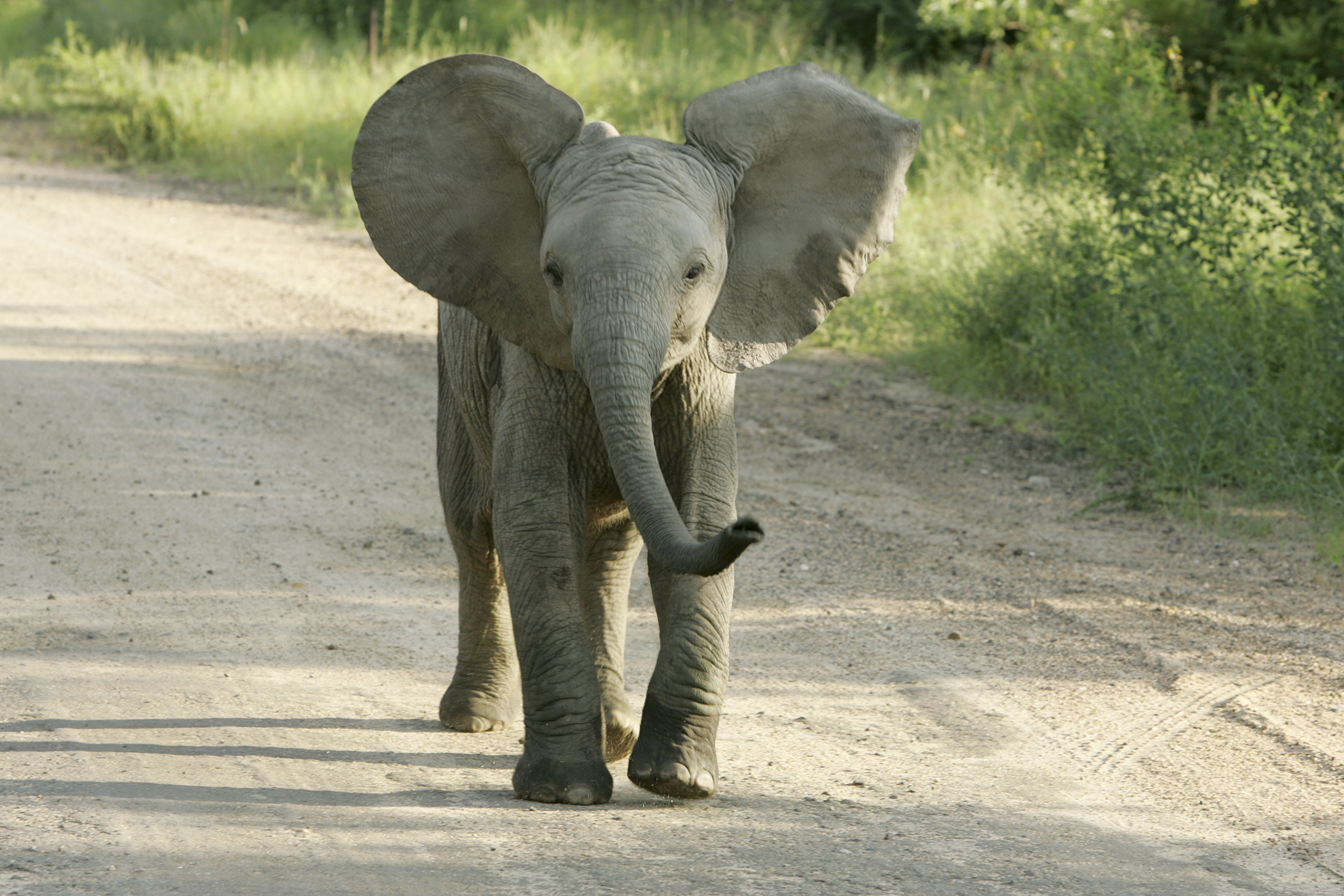 Big Questions: Can elephants jump?
