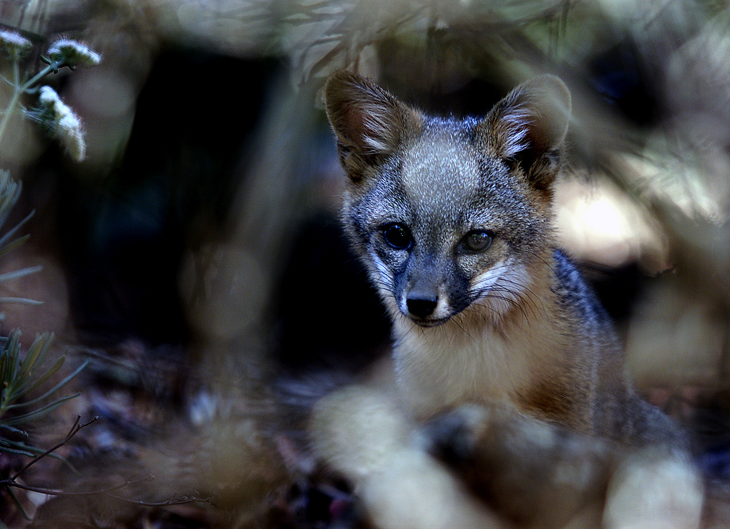 Island foxes in California return from disease
