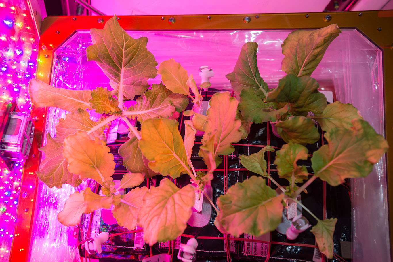 Eat your veggies: NASA expands plant-growing program on space station