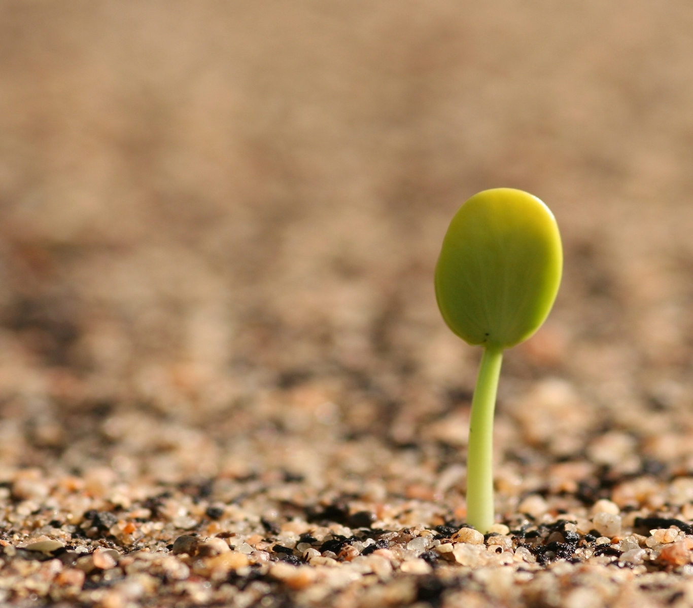 Plant Life: What is a seed?
