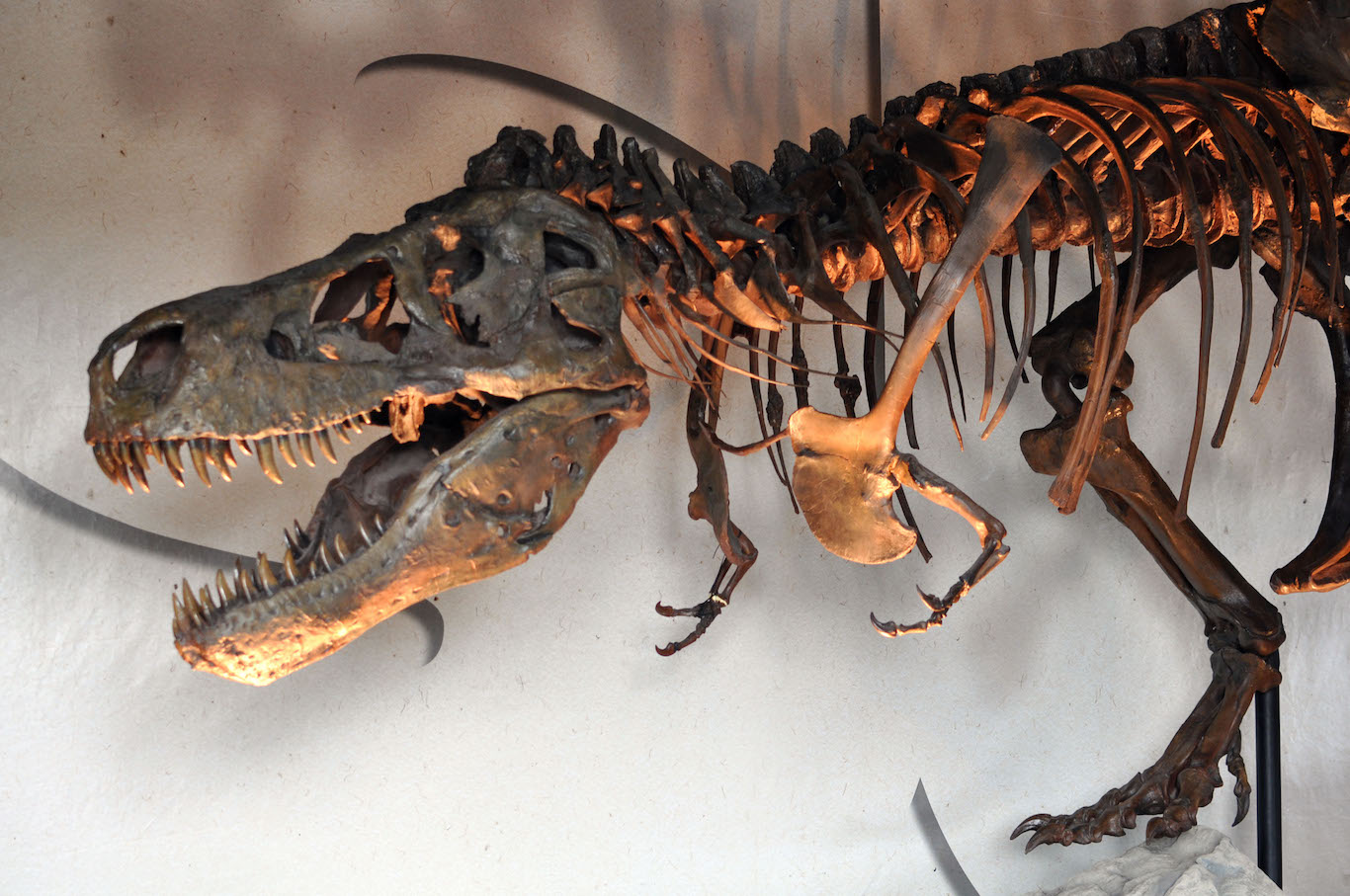 A dentist's dream: T. rex had big strong teeth made for crushing bones