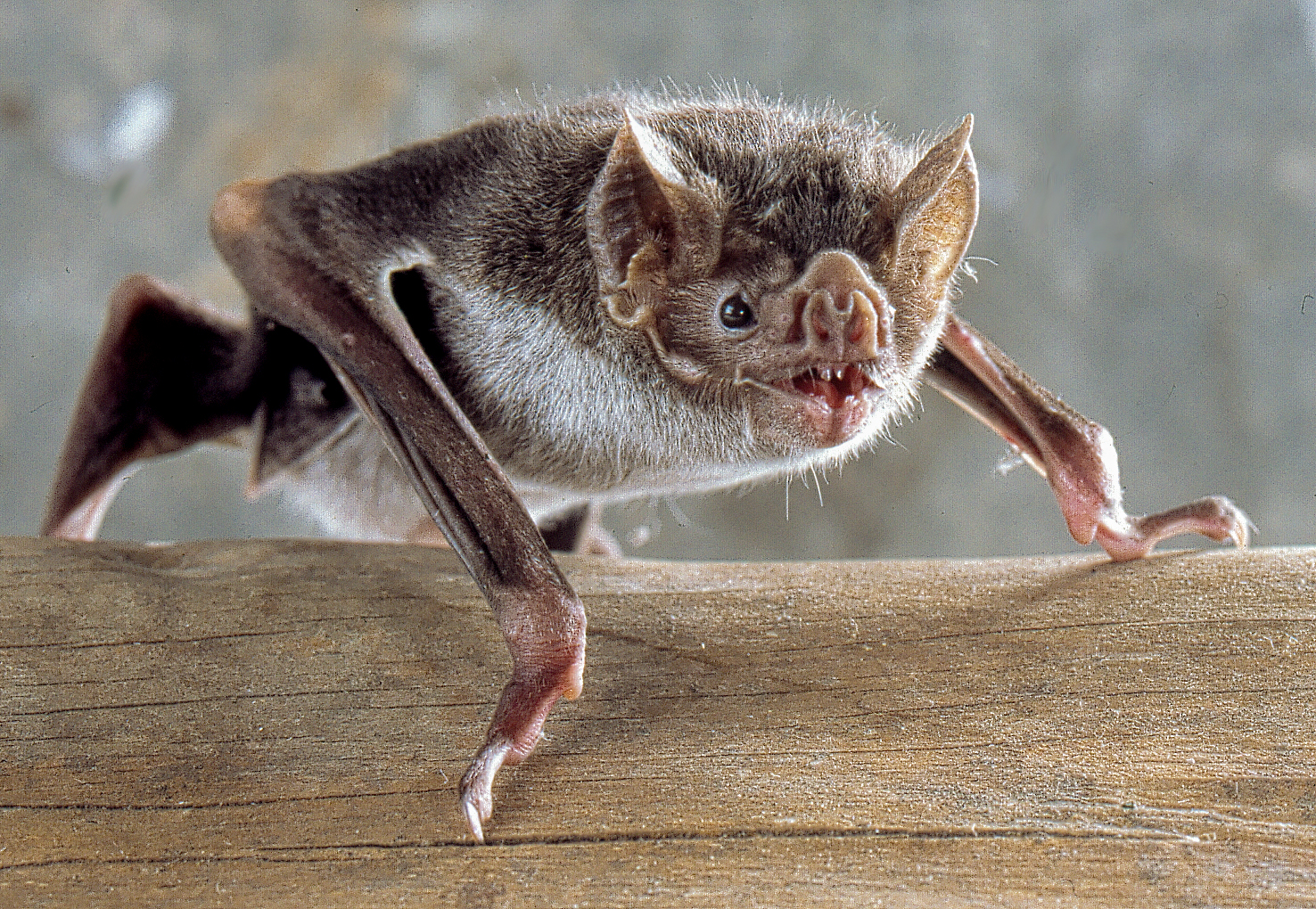 Vampire bats are able to form friendships just the way humans can