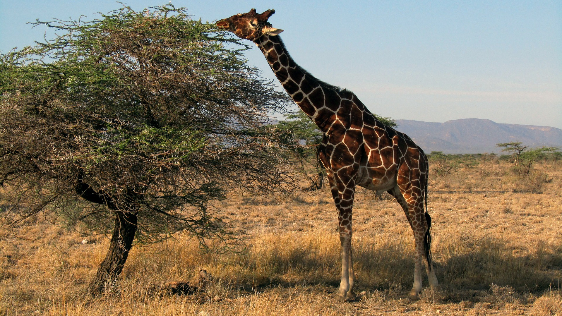 Animal Atlas: Meet the animals of Africa