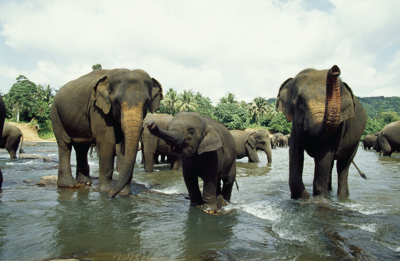 Animal Atlas: Meet the animals of Asia and the Middle East