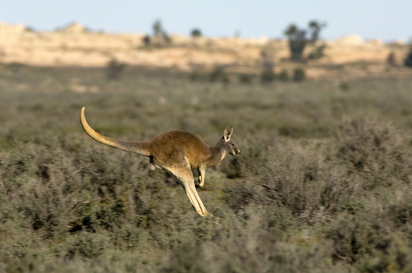 Animal Atlas: Meet the animals of Australasia and Oceania