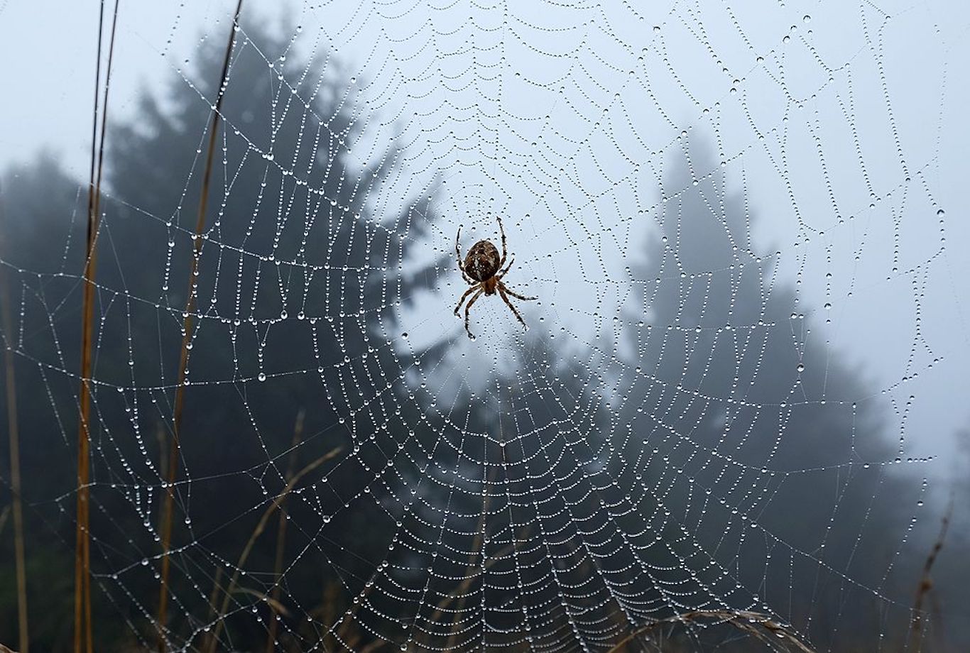 Spider webs inspire scientists to research new protective materials