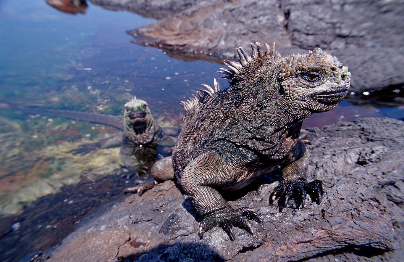 Animal Atlas: Meet the animals of Central and South America