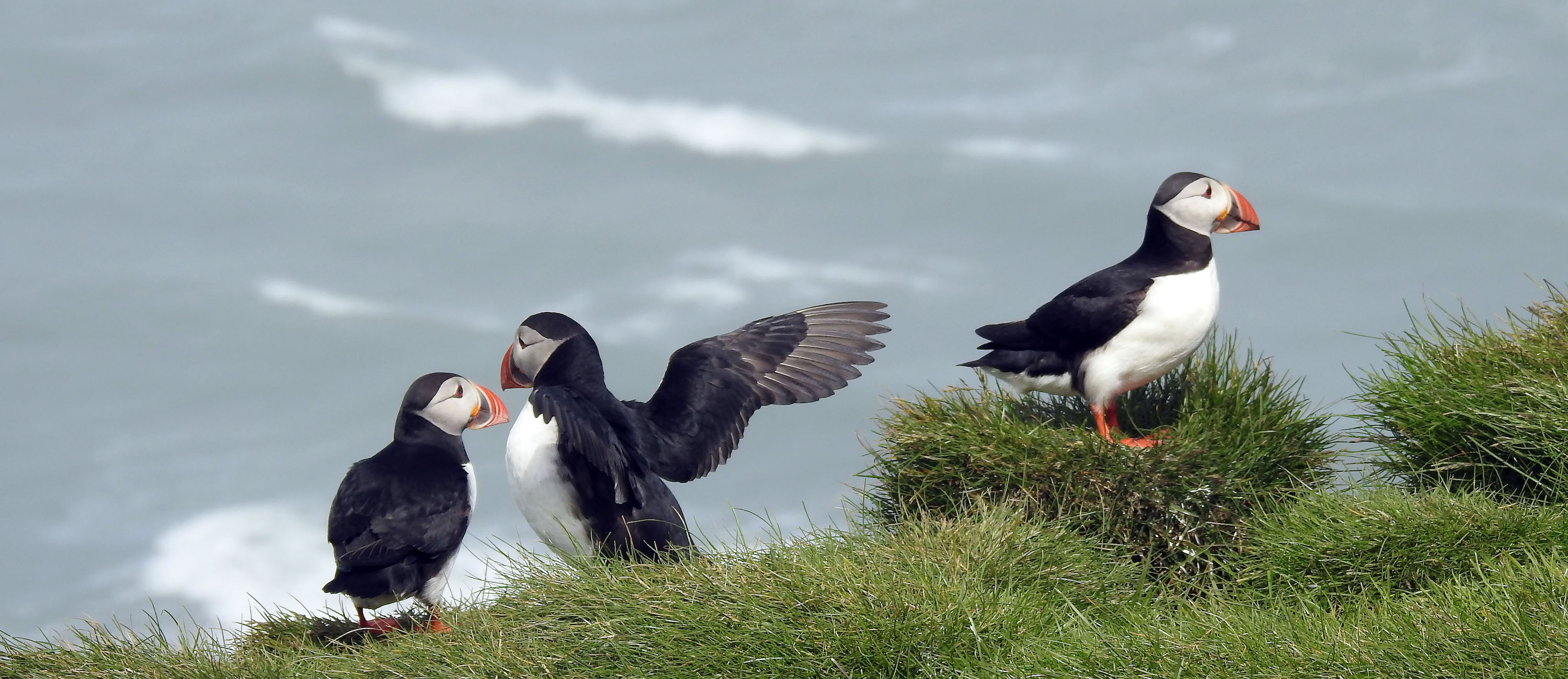 Animal Atlas: Meet the animals of Europe