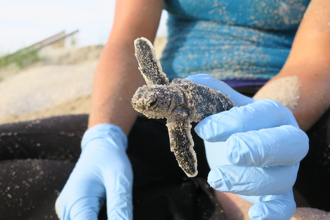 Hurricane Irma destroys record number of turtle nests on Florida coast