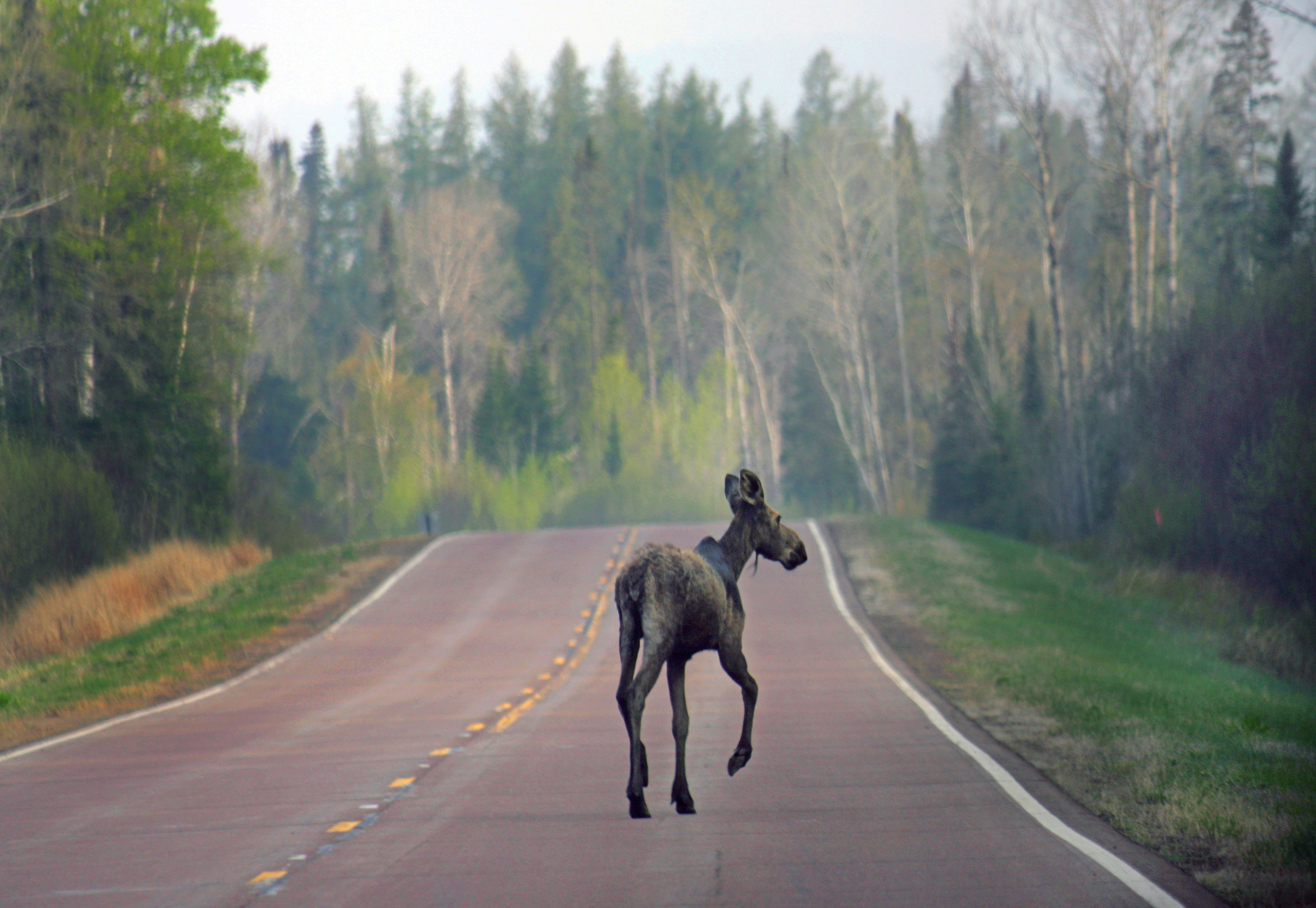 Deer bringing death to Minnesota’s moose
