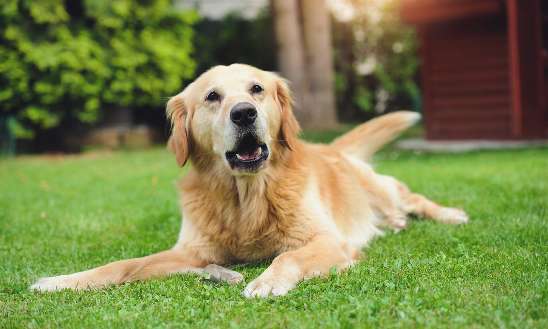 Owning A Dog Cuts Risk Of Heart Attacks And Other Fatal Diseases Study owning-a-dog-cuts-risk-of-heart-attacks-and-other-fatal-diseases-study