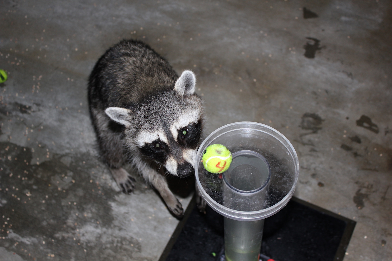 It's no fable: Experiments reveal raccoons' intelligence