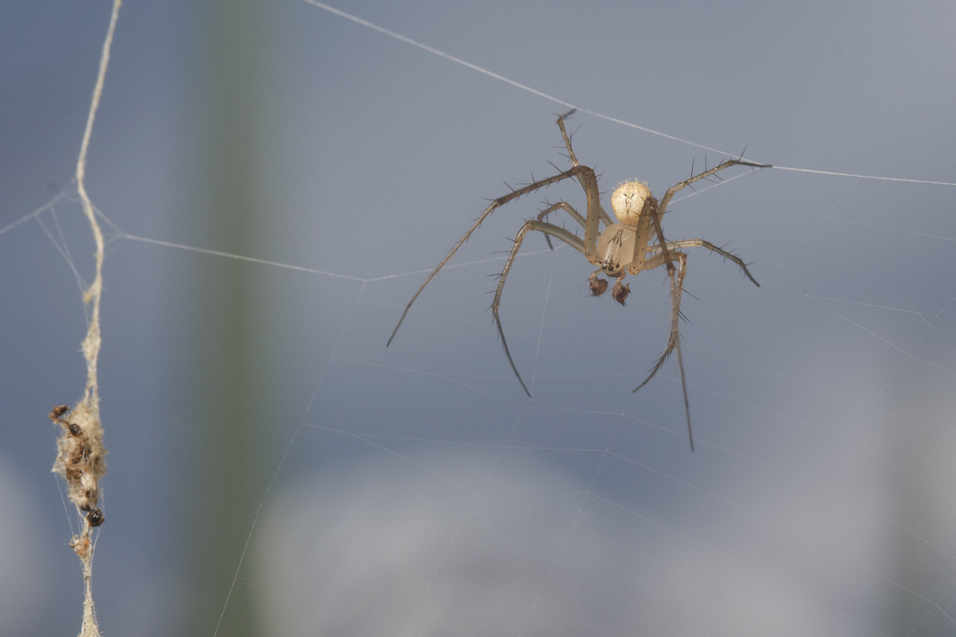 Believe it or not, spiders are more afraid of you