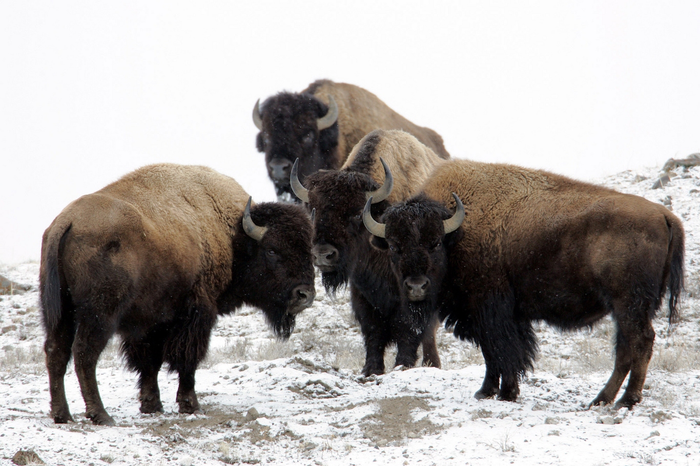 Endangered Species: The American bison