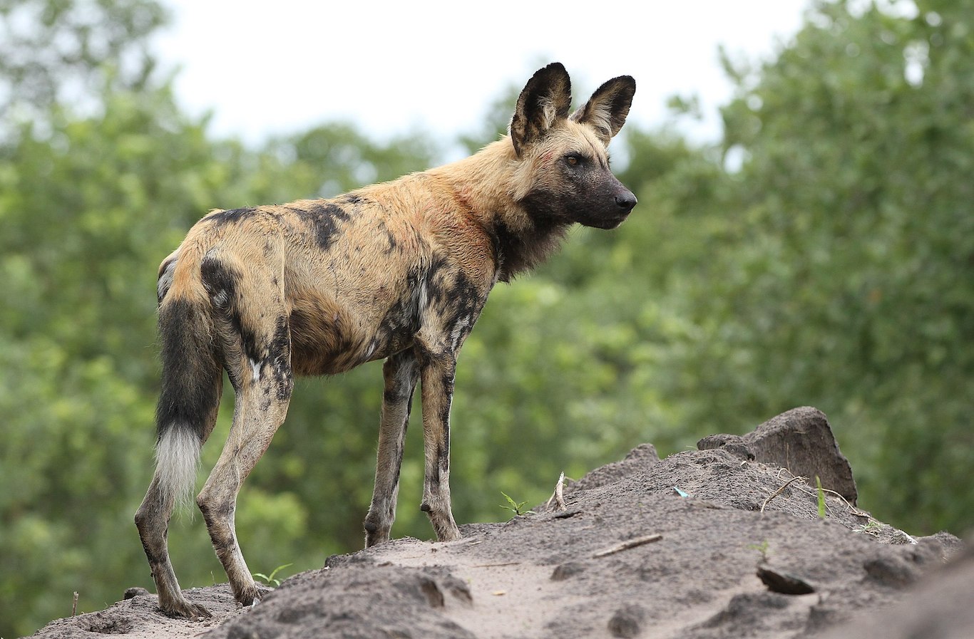 Endangered Species: The African wild dog