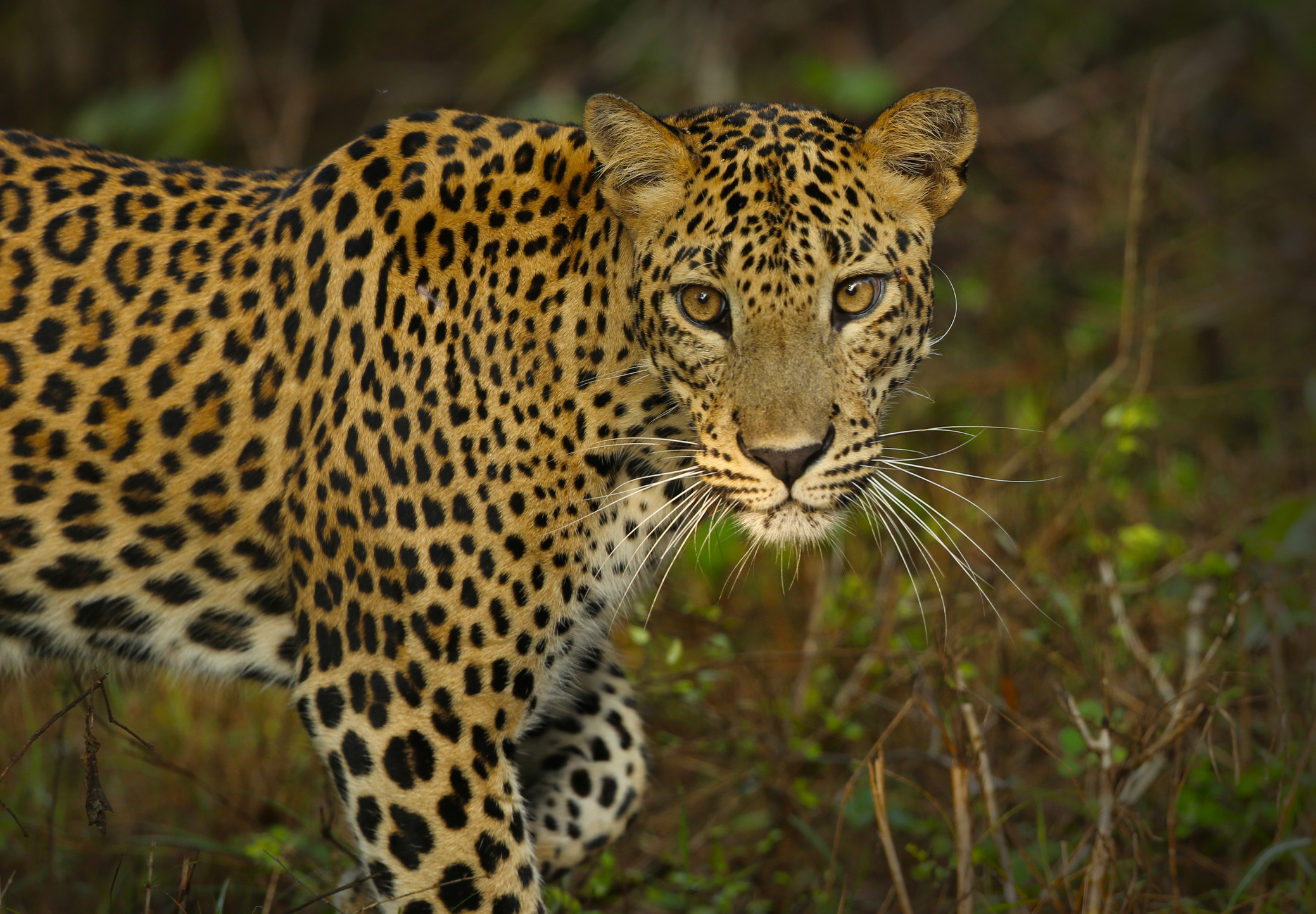 Endangered Species: The leopard