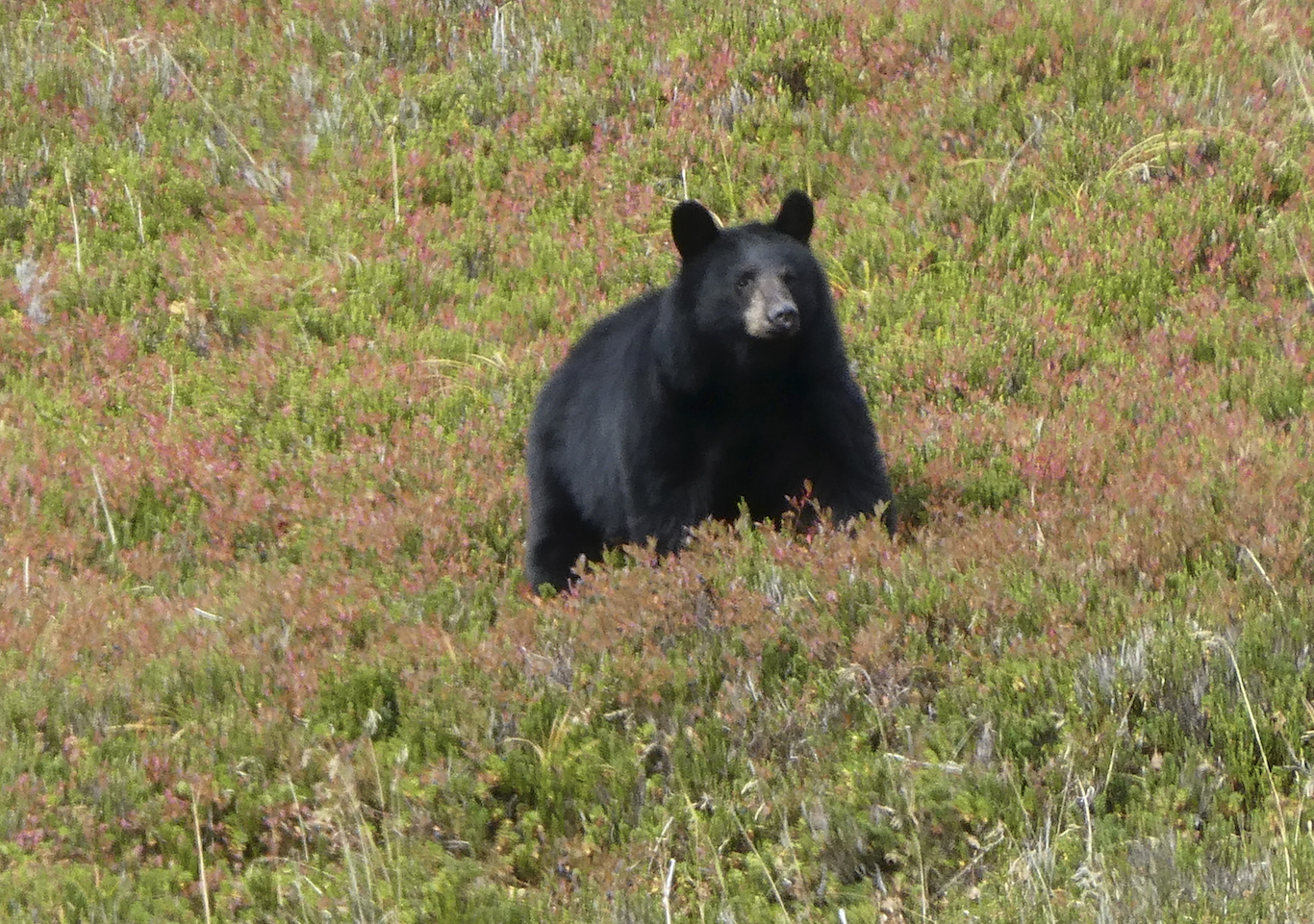 "Poop farming" in Alaska: Bear scat spreads the most seeds, study says