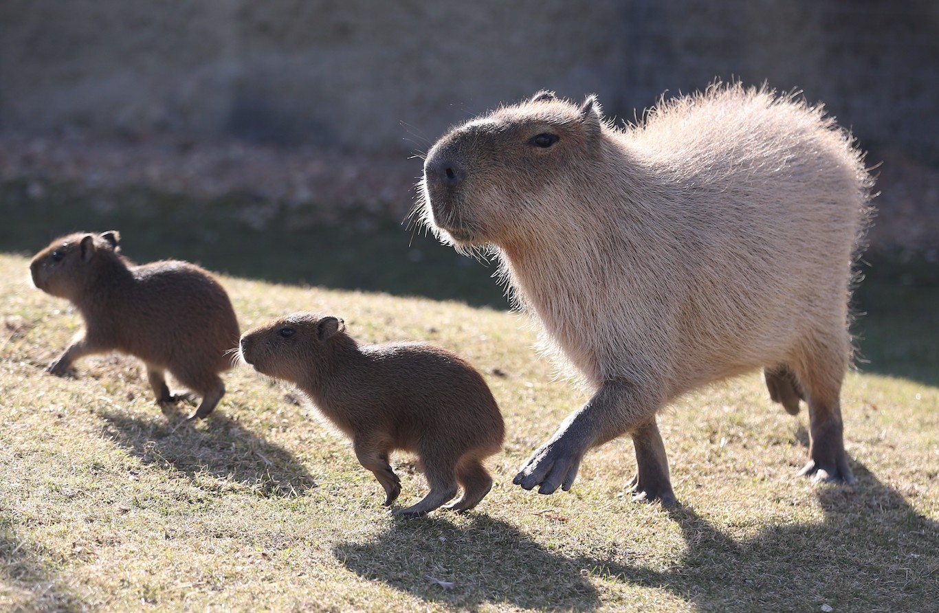 World's largest rodent can walk on a leash and climb stairs!