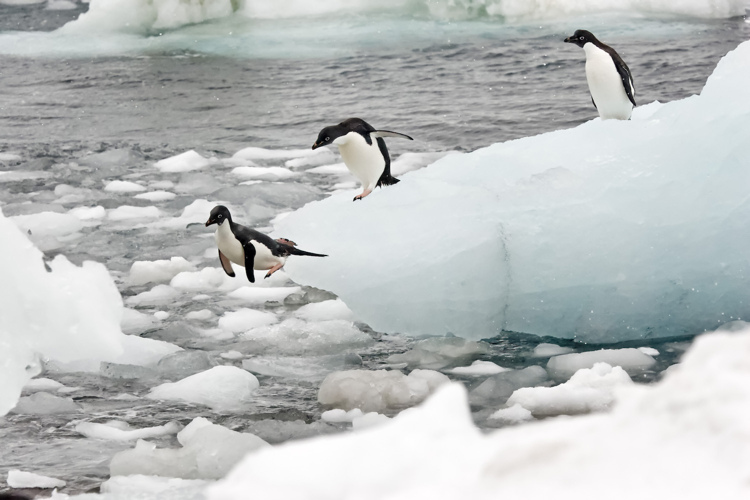 "Mega-colonies" of 1.5 million penguins discovered in Antarctica