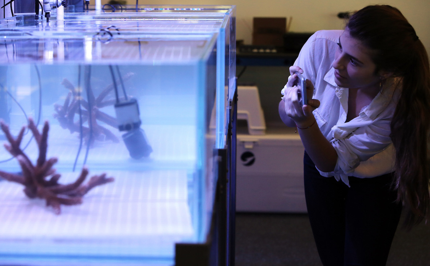 Scientists work to make coral that can survive weather changes