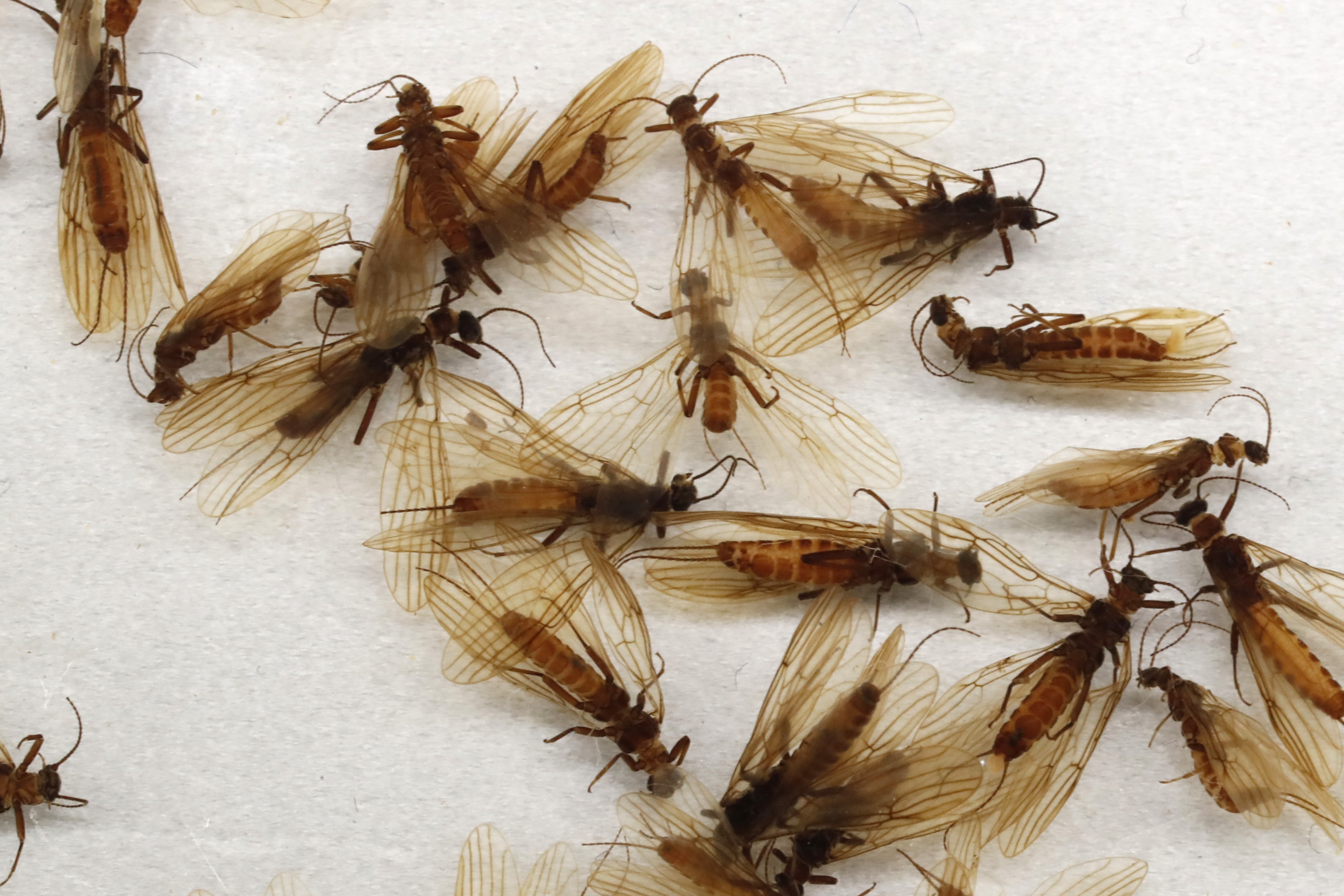 Illinois is home to some insects that thrive in freezing weather