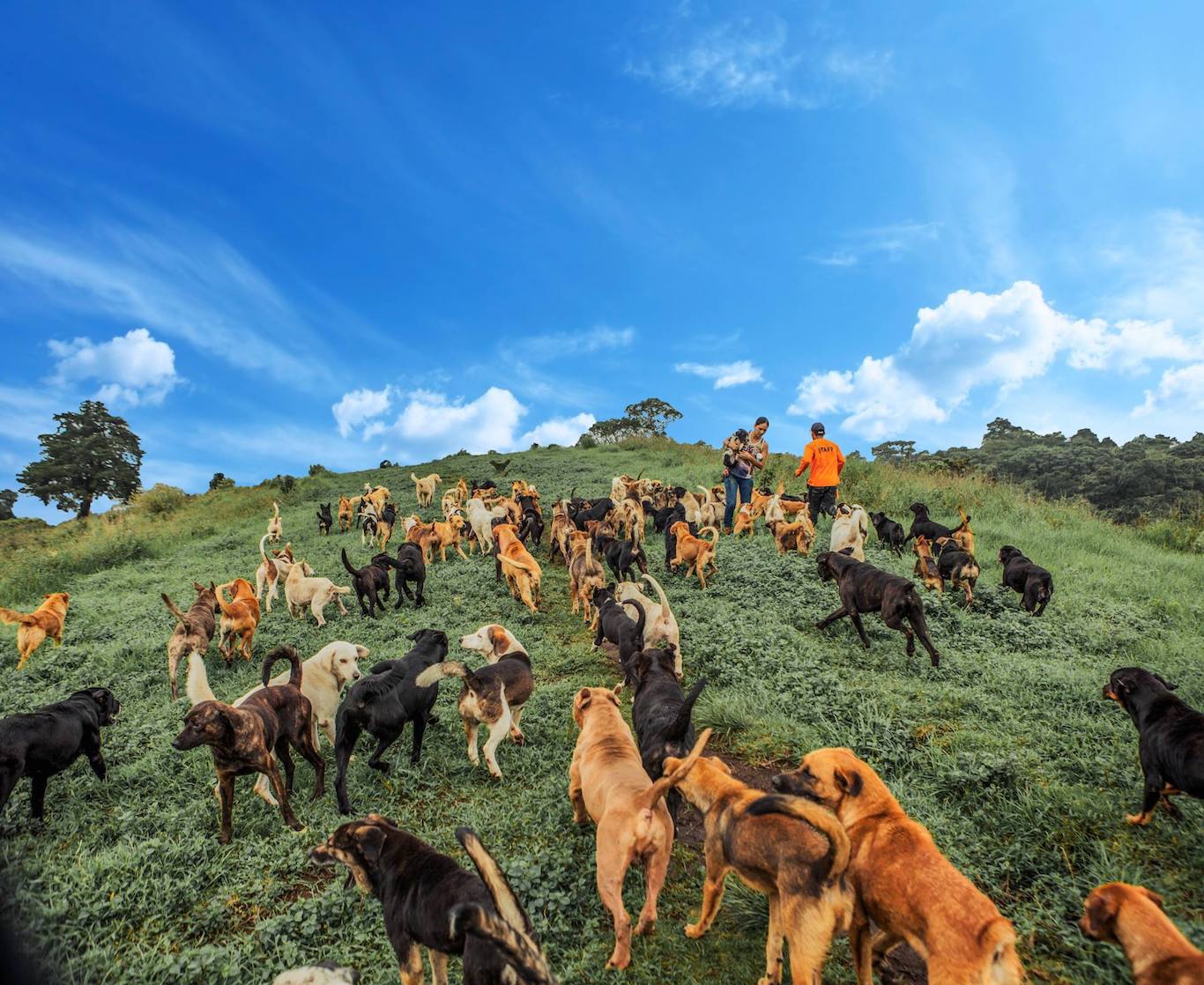 Shelter in Costa Rica is a heavenly place for stray dogs