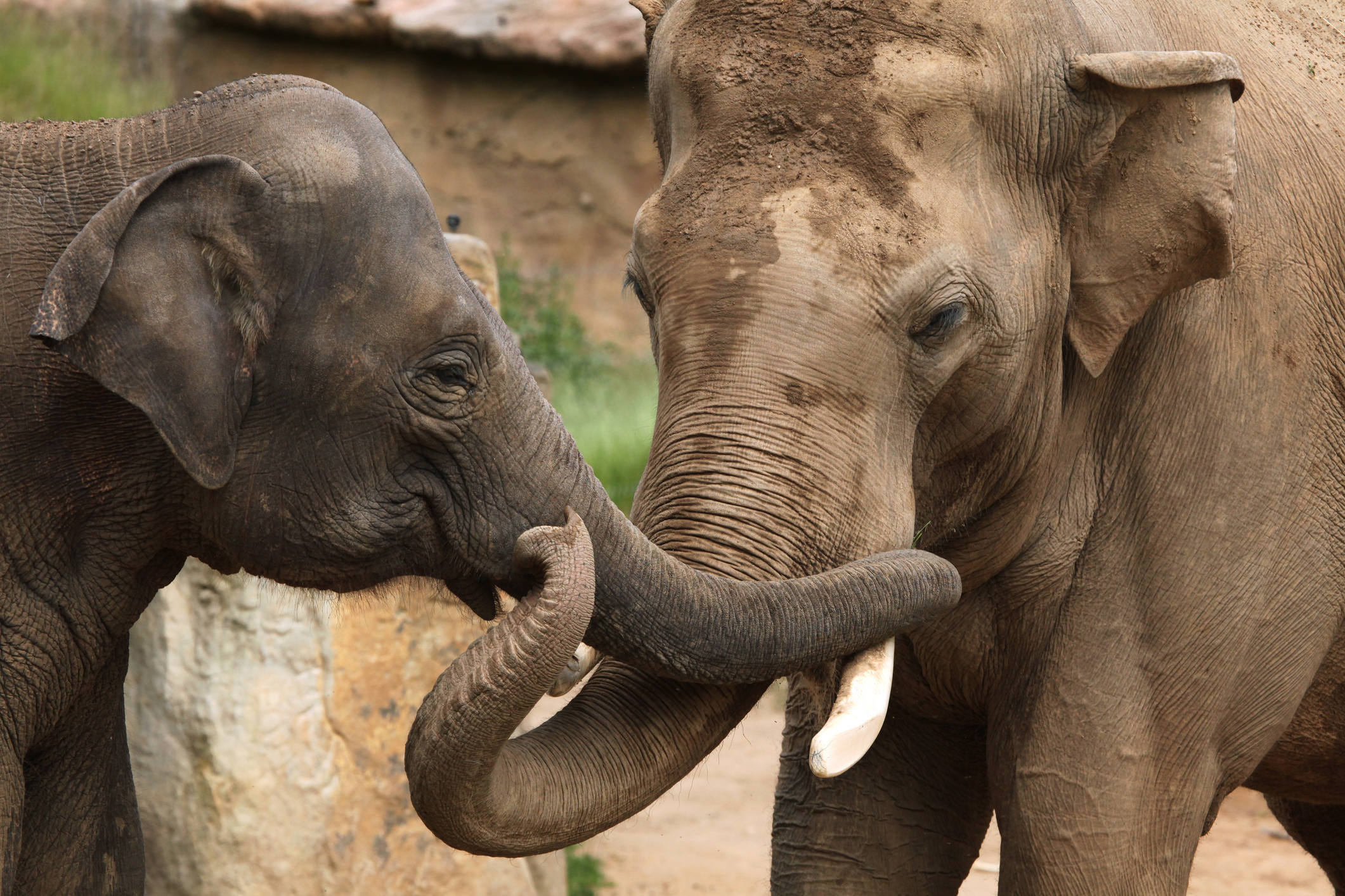 Surprise: Elephants comfort upset friends