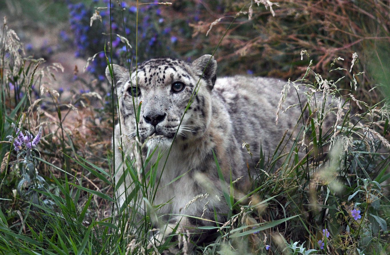 Endangered Species: The snow leopard