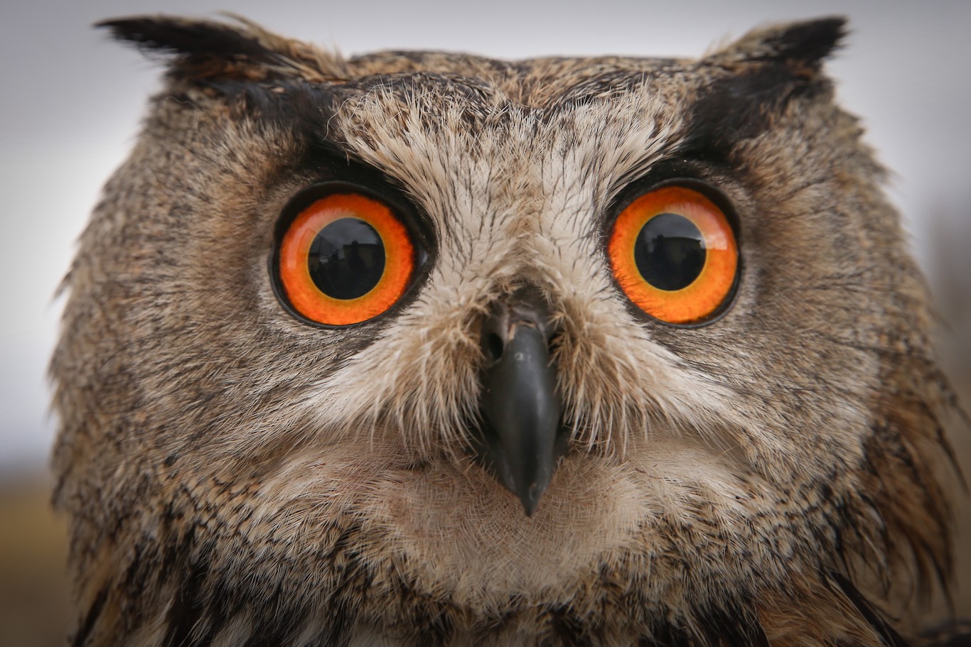 Big Questions: How do owls see in the dark?
