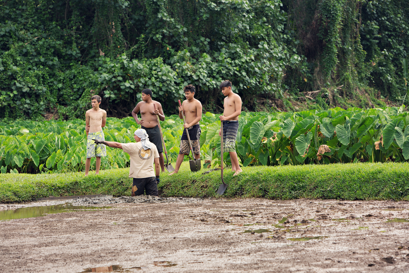 At this Hawaiian taro farm, at-risk youth cultivate self-worth