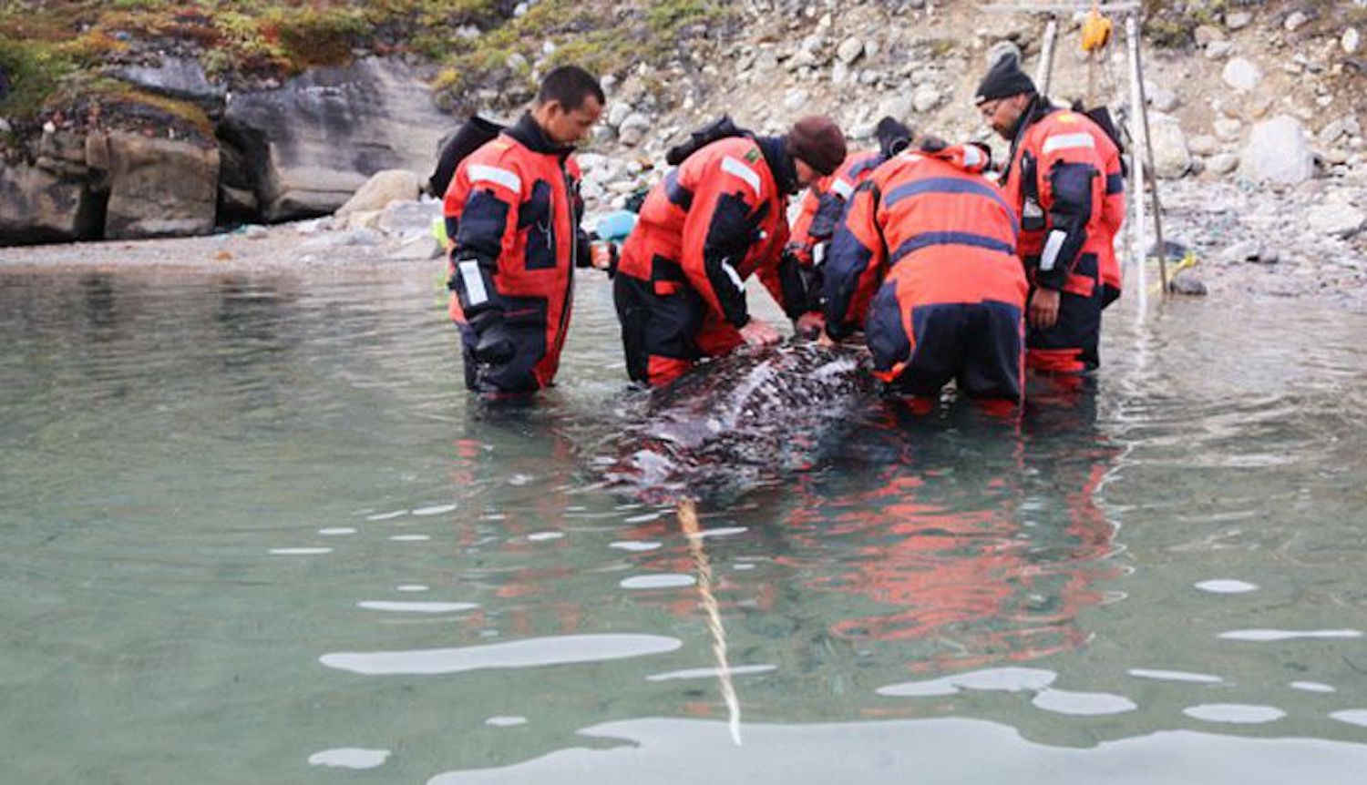 Researchers tag a group of narwhals to study how they communicate