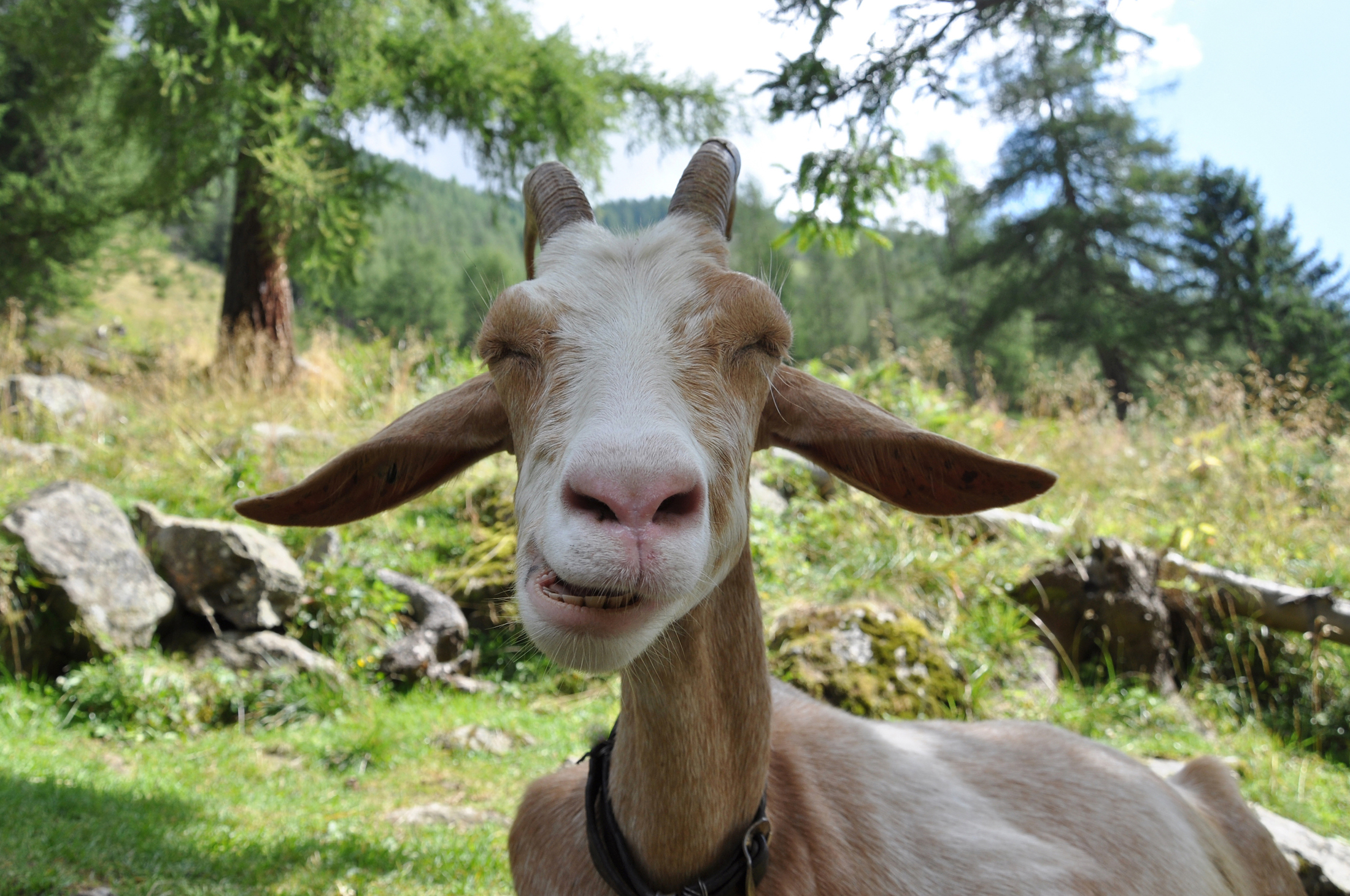 Goats are attracted to happy human faces, a new study says