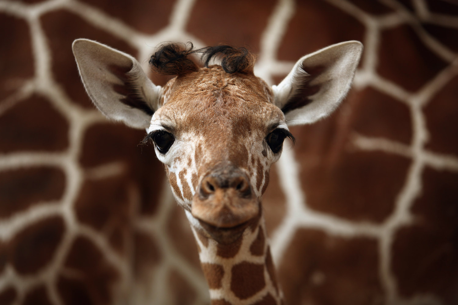 Scientists study spot patterns on baby giraffes and their mothers