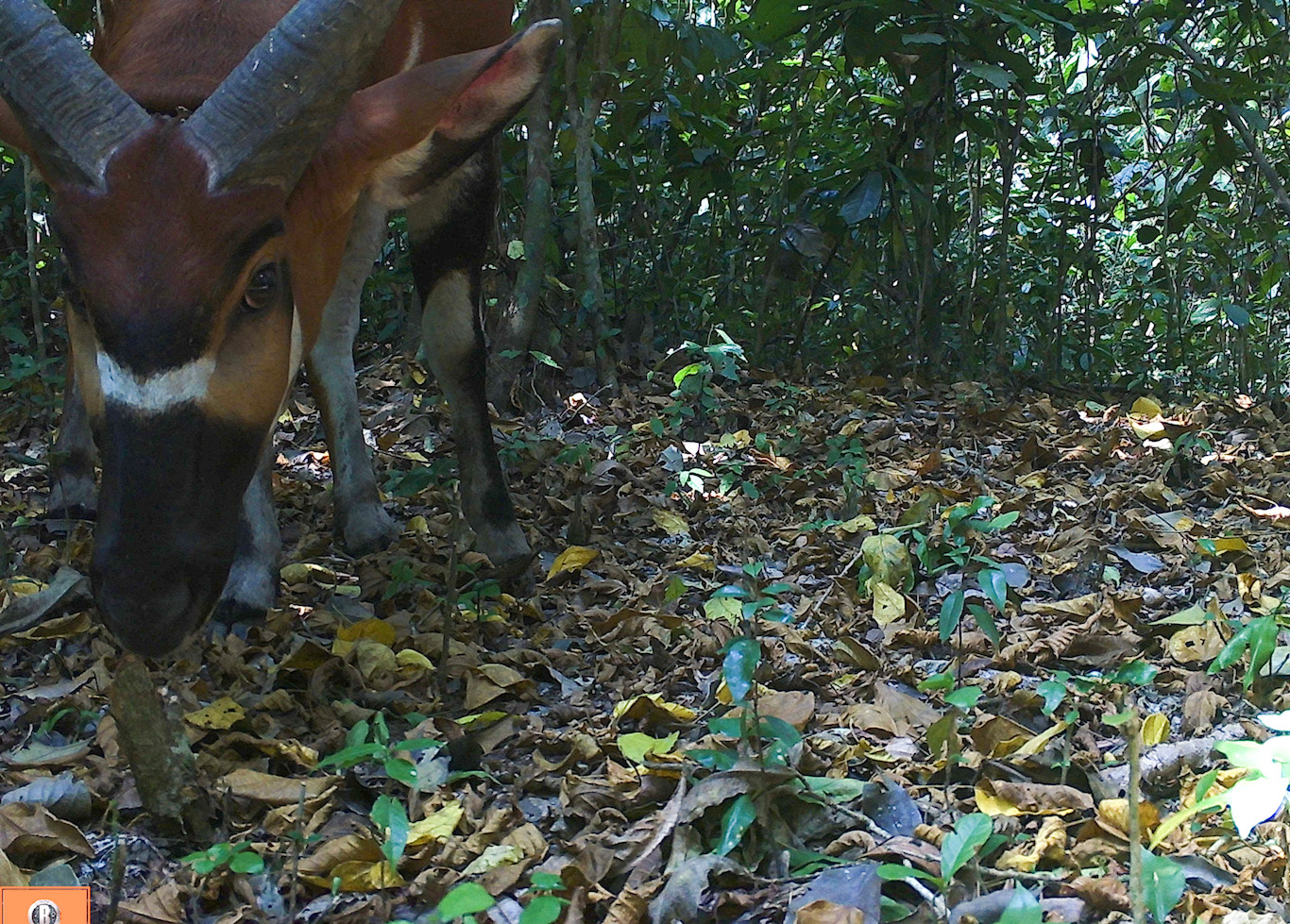 Caught on Camera: World’s largest forest antelope, the bongo, in Uganda