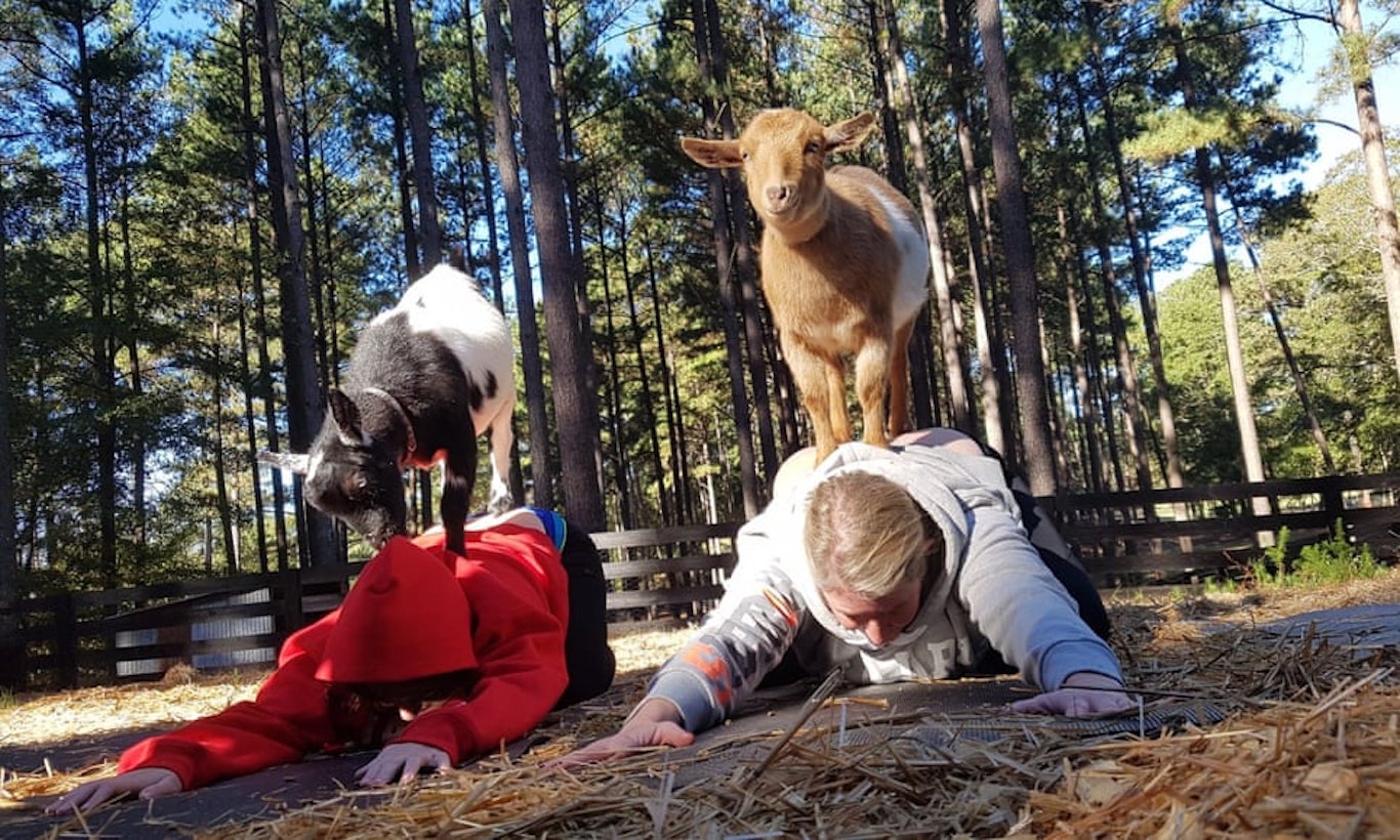 City farms are catching on in Atlanta and they have the goats to prove it