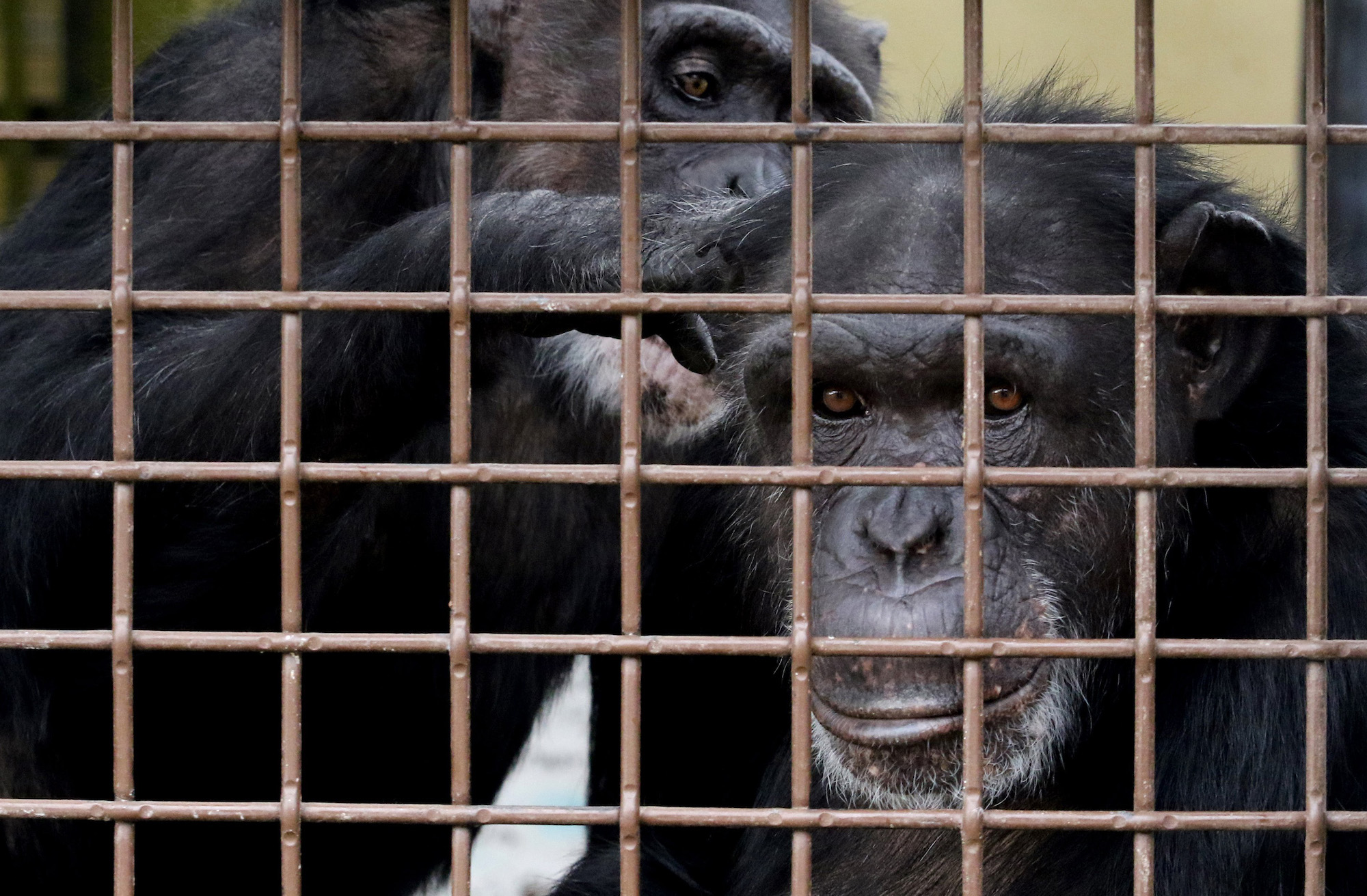 Washington sanctuary becomes home for chimps from labs