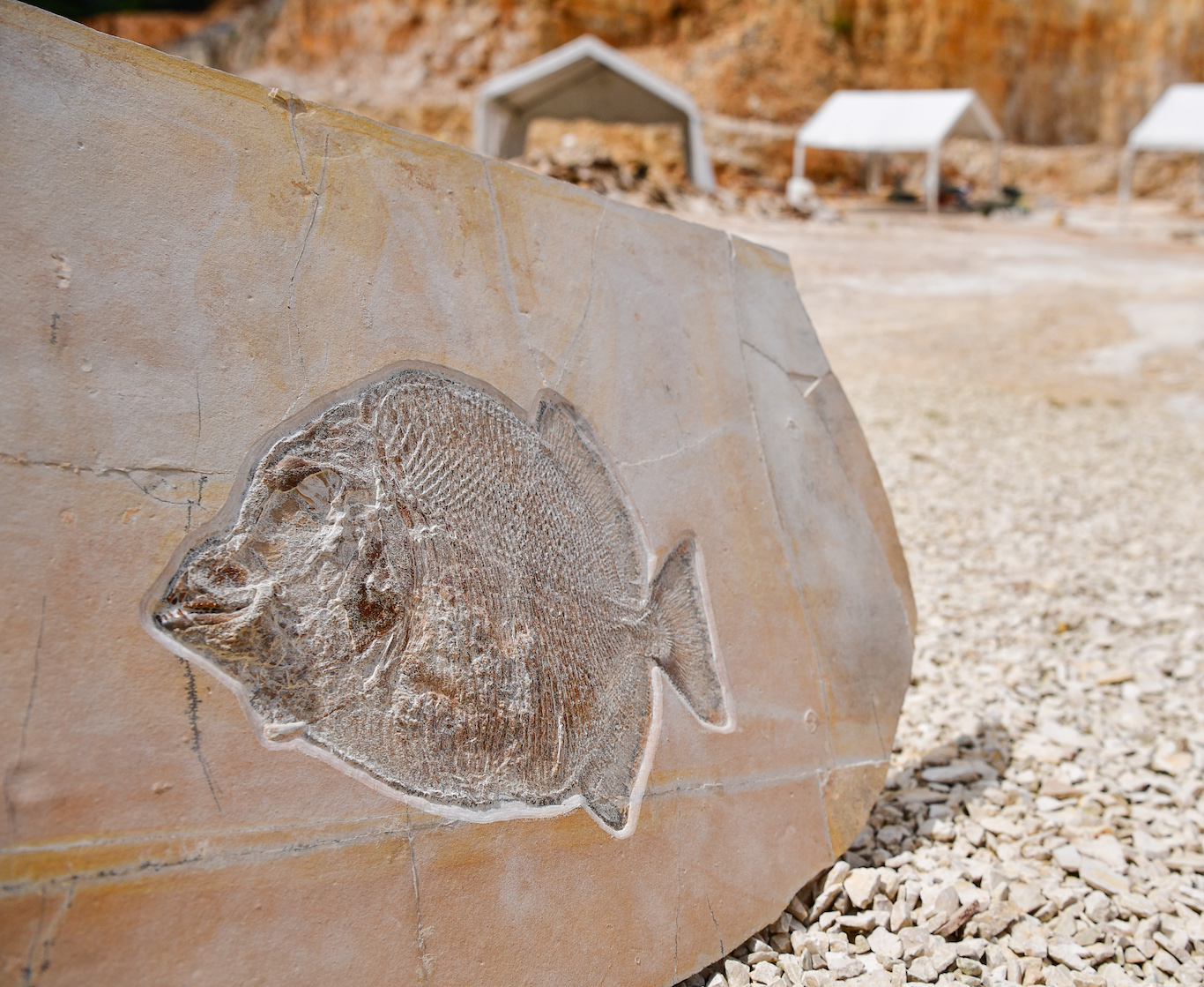 Scientists' work on creating their own fossils called a credible effort