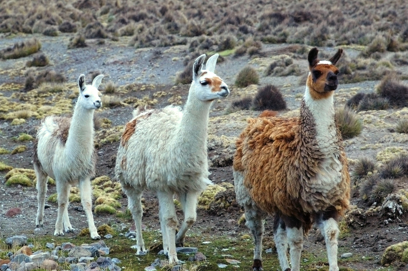 Llama antibodies may be used for flu vaccine, scientists say