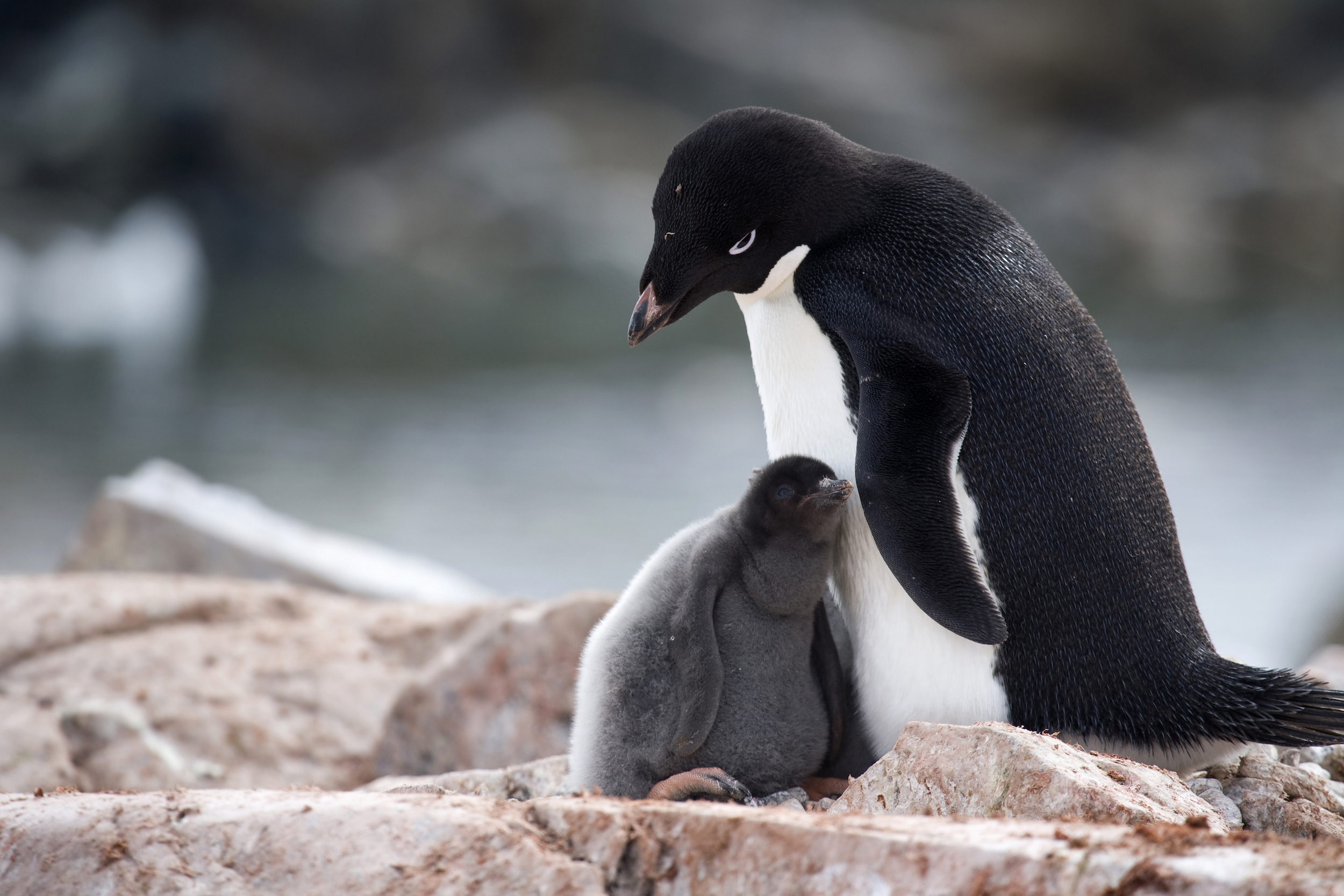Satellite photos show penguin poop; scientists study it and learn a lot