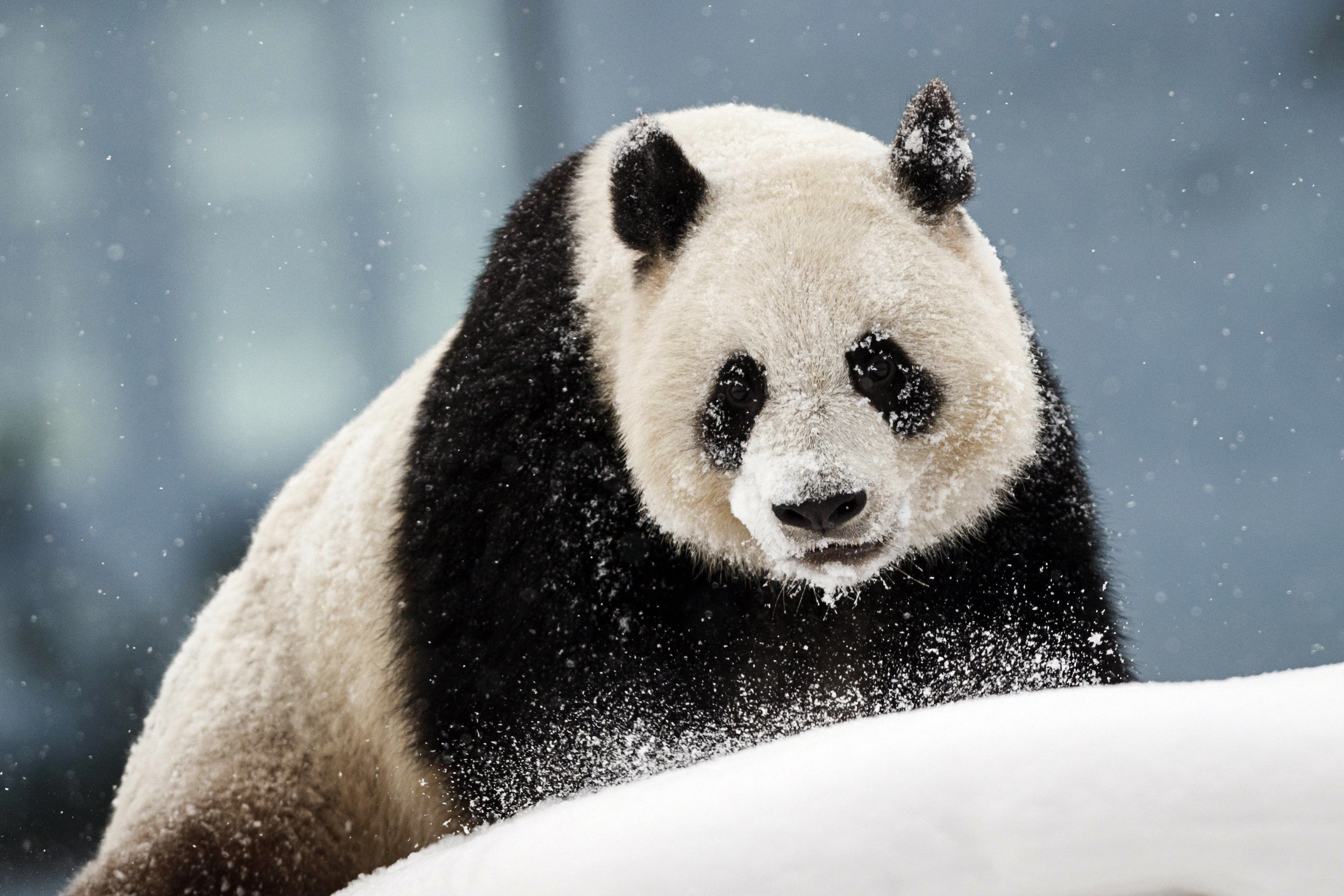 In winter, wildlife can get too cold